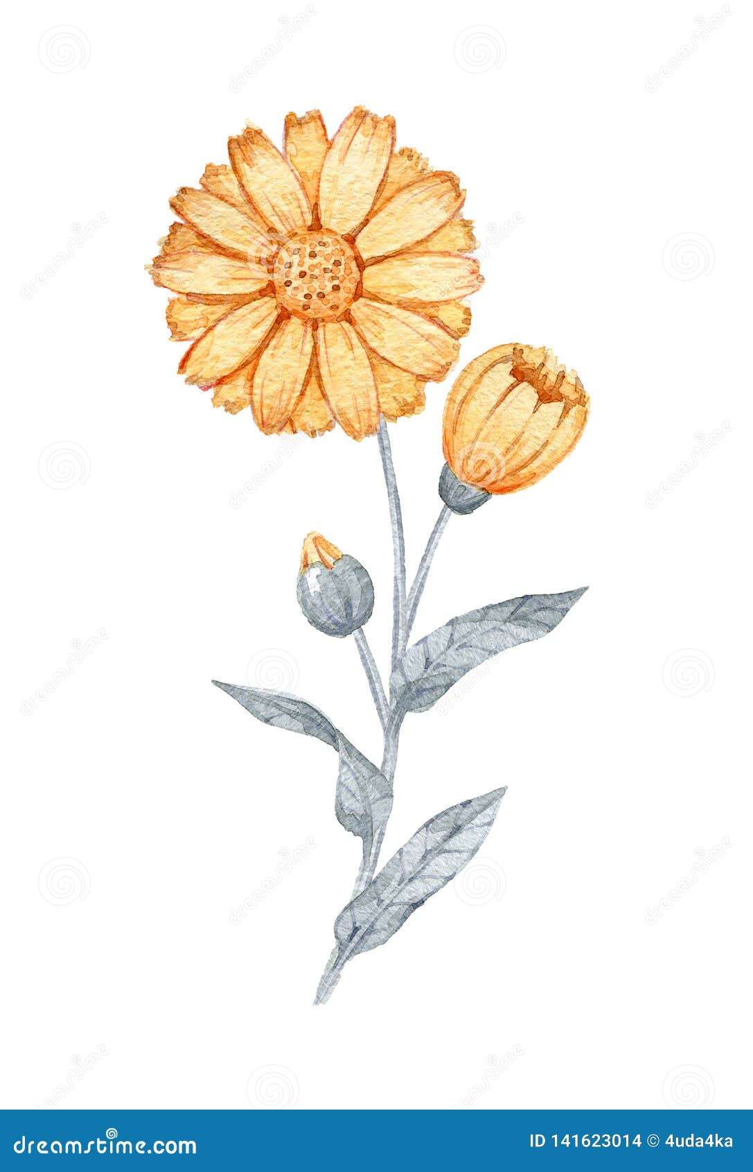 Hand Drawn Watercolor Calendula Flower Stock Illustration ...