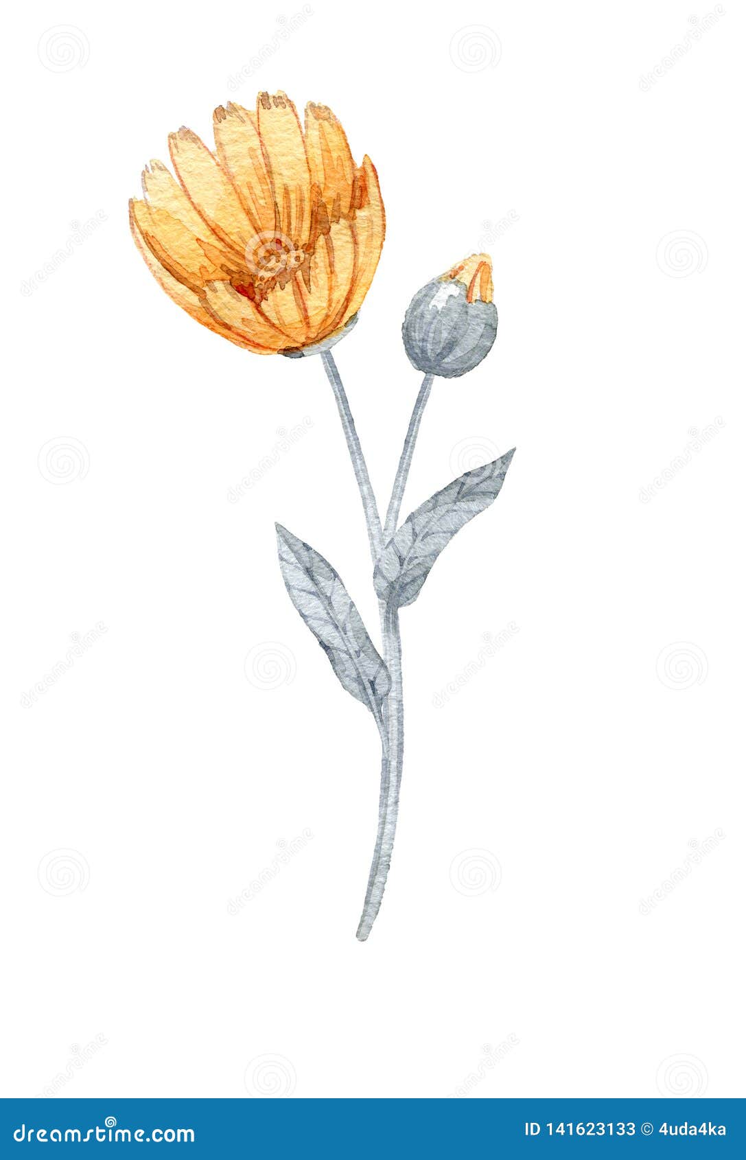 Watercolor Calendula Clipart, Floral Illustration | CartoonDealer.com ...