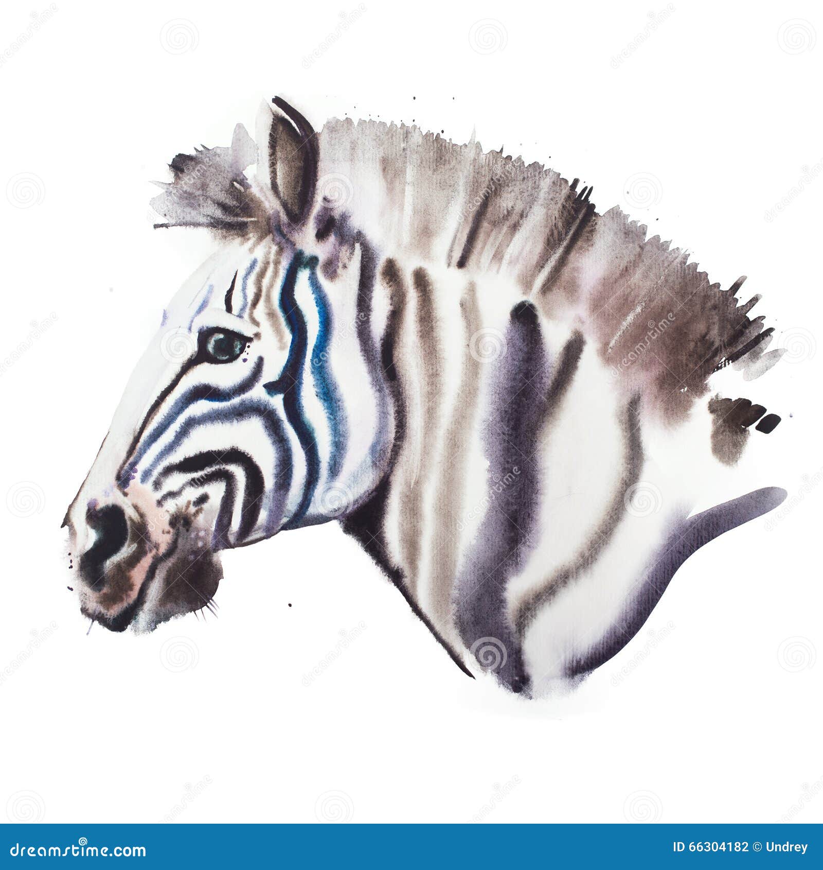 Hand Drawn Watercolor Illustration Portrait of Zebra Stock Illustration ...