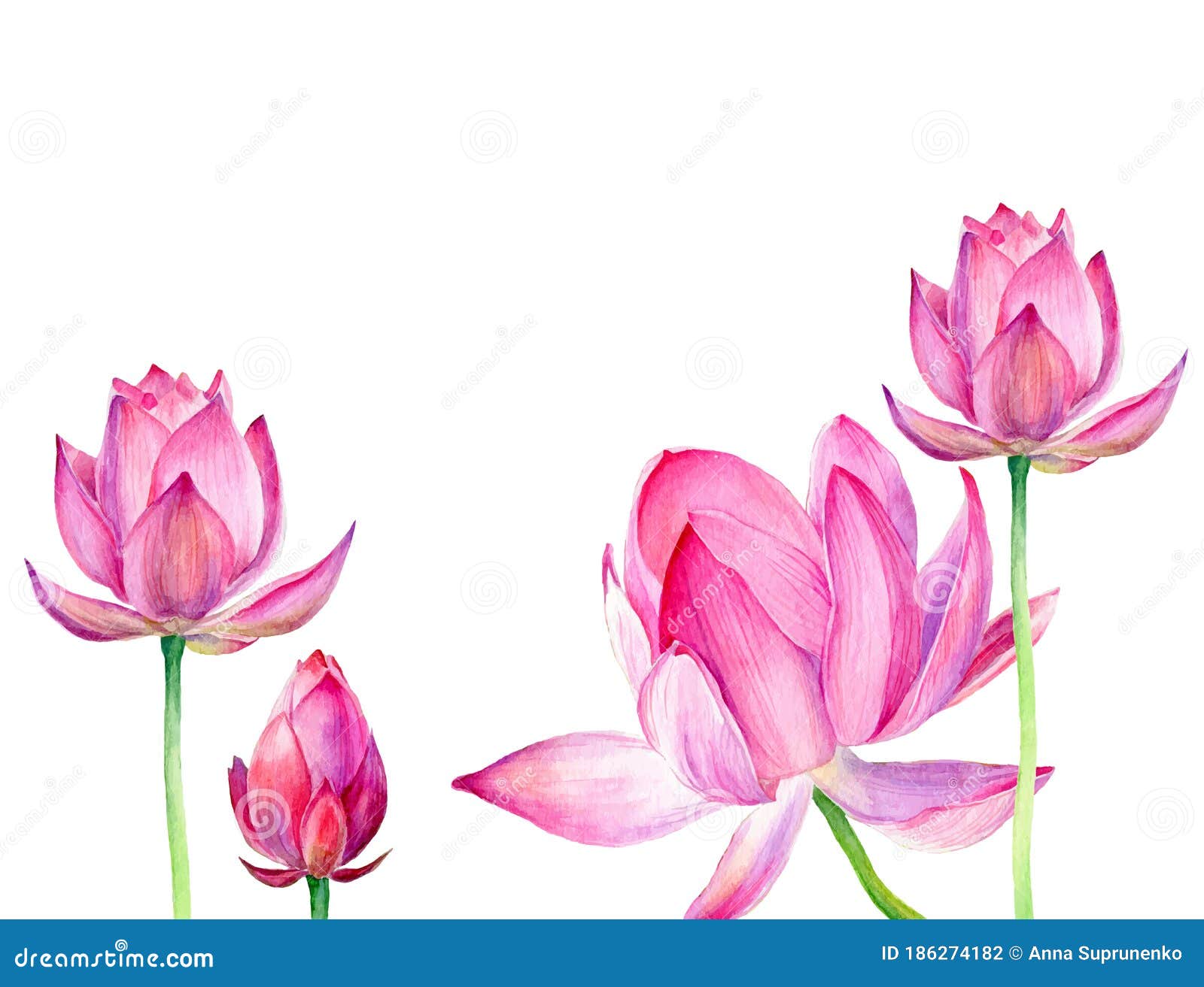 Hand Drawn Watercolor Illustration Three Pink Lotus. Vector Stock ...