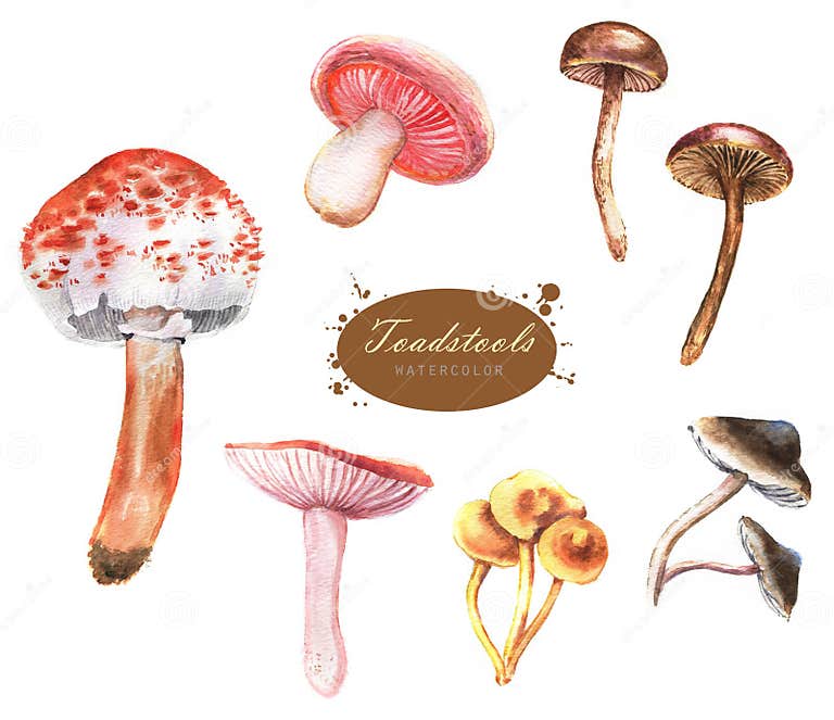 Hand-drawn Watercolor Illustrations of the Different Toadstools Stock ...