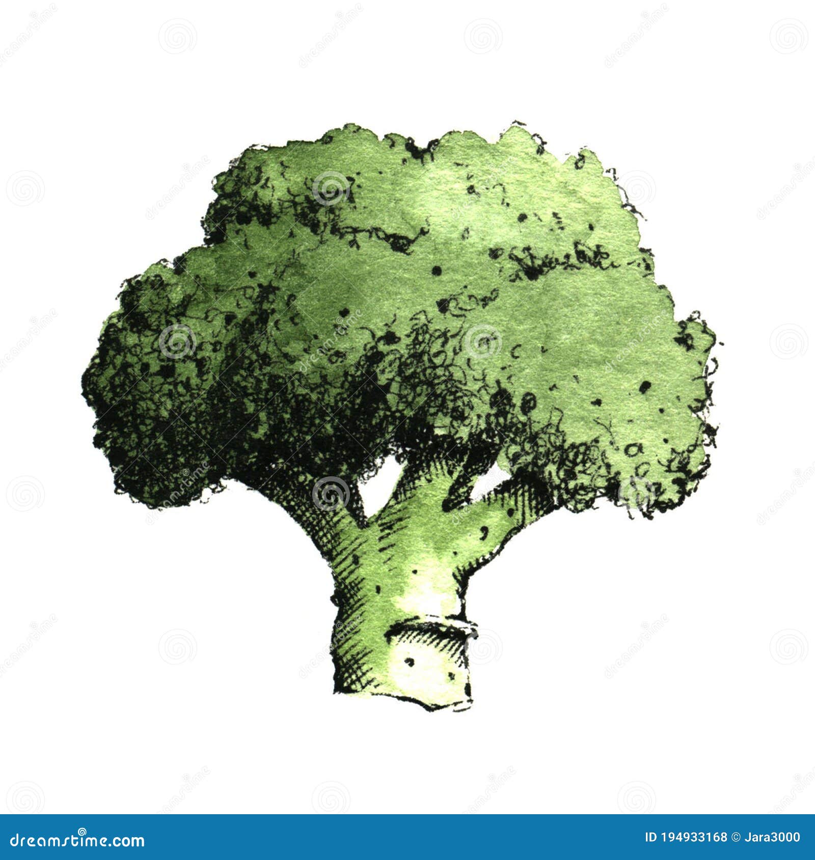 Hand-drawn Watercolor Image of Broccoli Stock Illustration ...