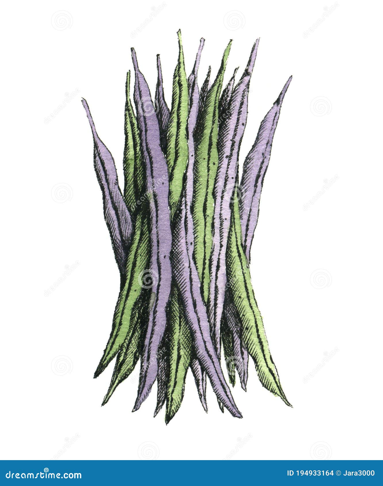 Green Beans Sketch. Detailed Hand Drawn Black And White Vector ...