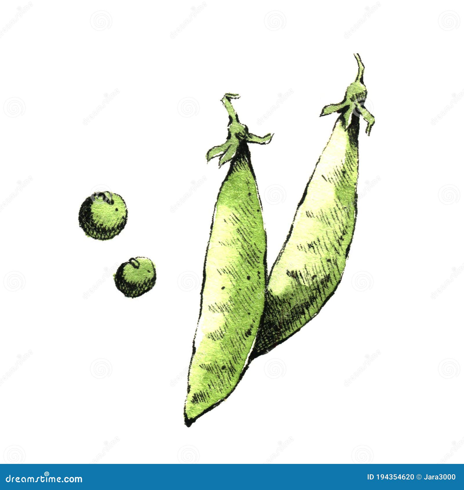 Hand-drawn Watercolor Image of Pea Pods. Stock Illustration ...