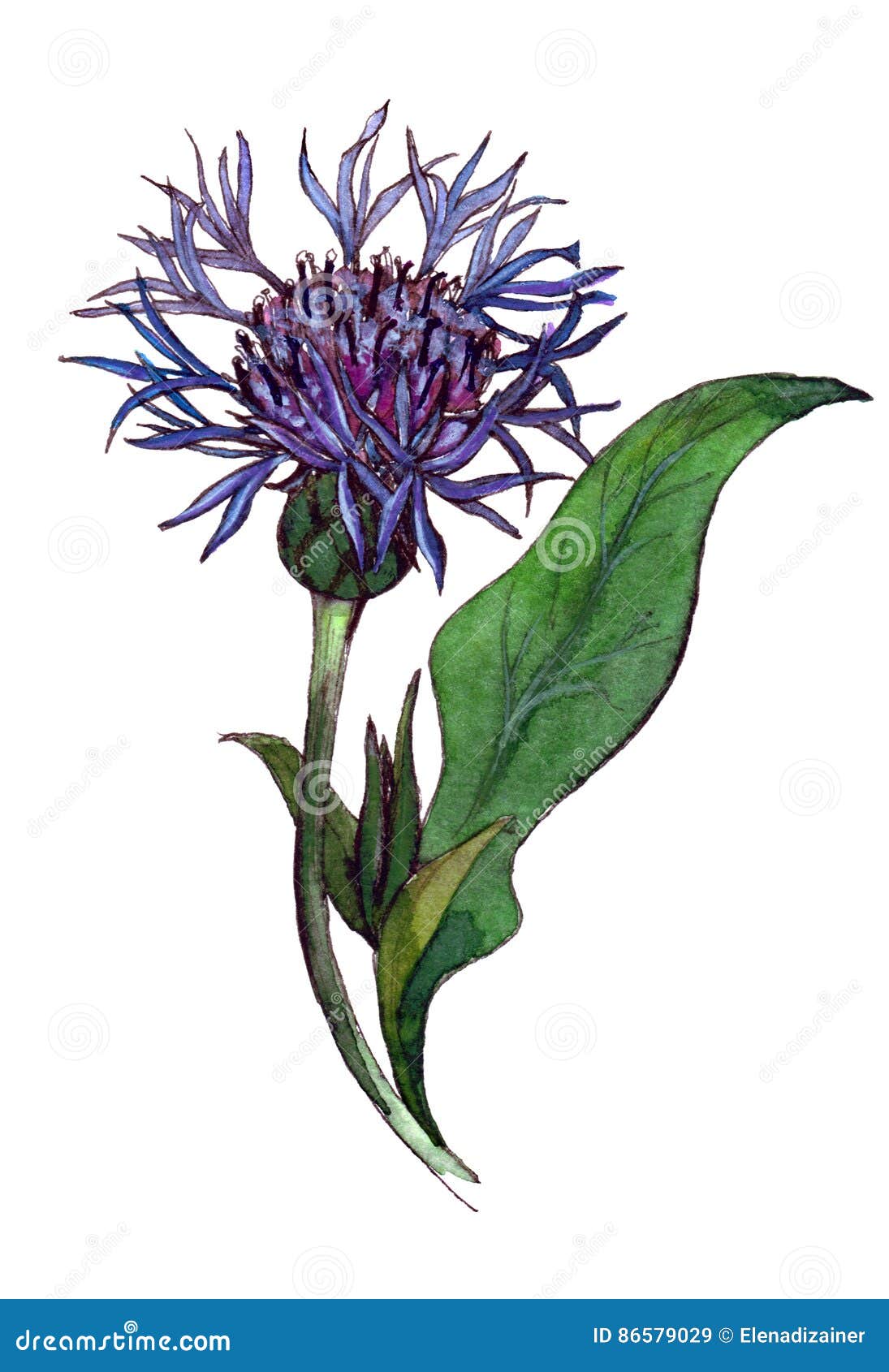 Hand Drawn Watercolor and Ink Bachelor Button Isolated on White Stock ...