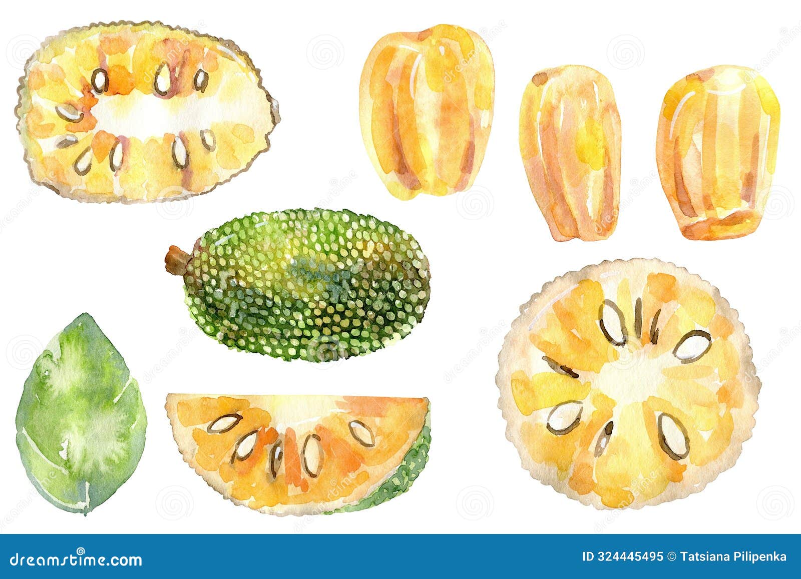 Watercolor Jackfruit Royalty-Free Stock Photography | CartoonDealer.com ...