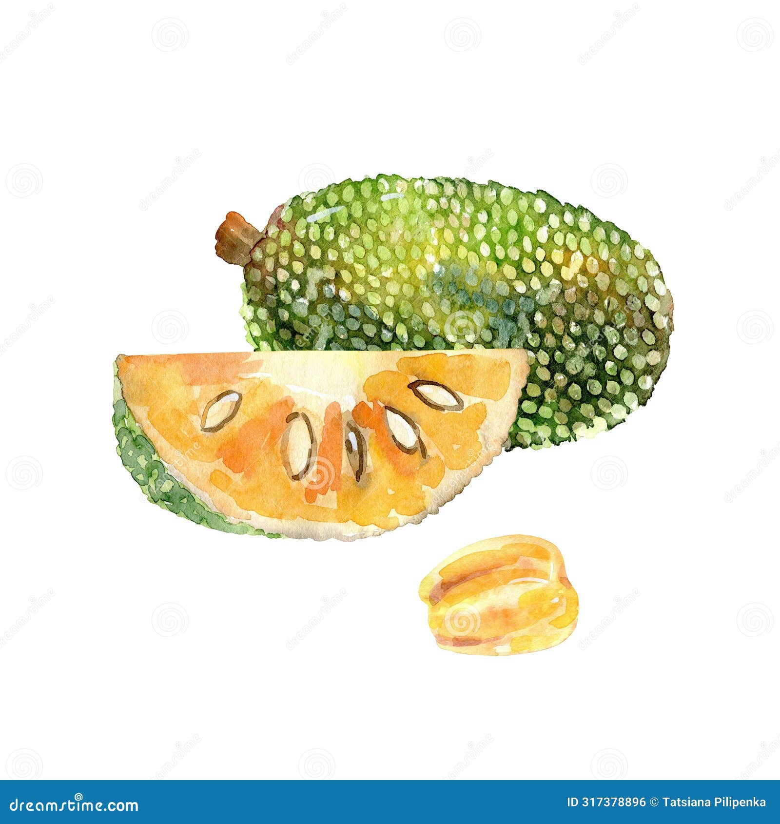 Watercolor jackfruit. stock photo. Illustration of freshness - 317378896