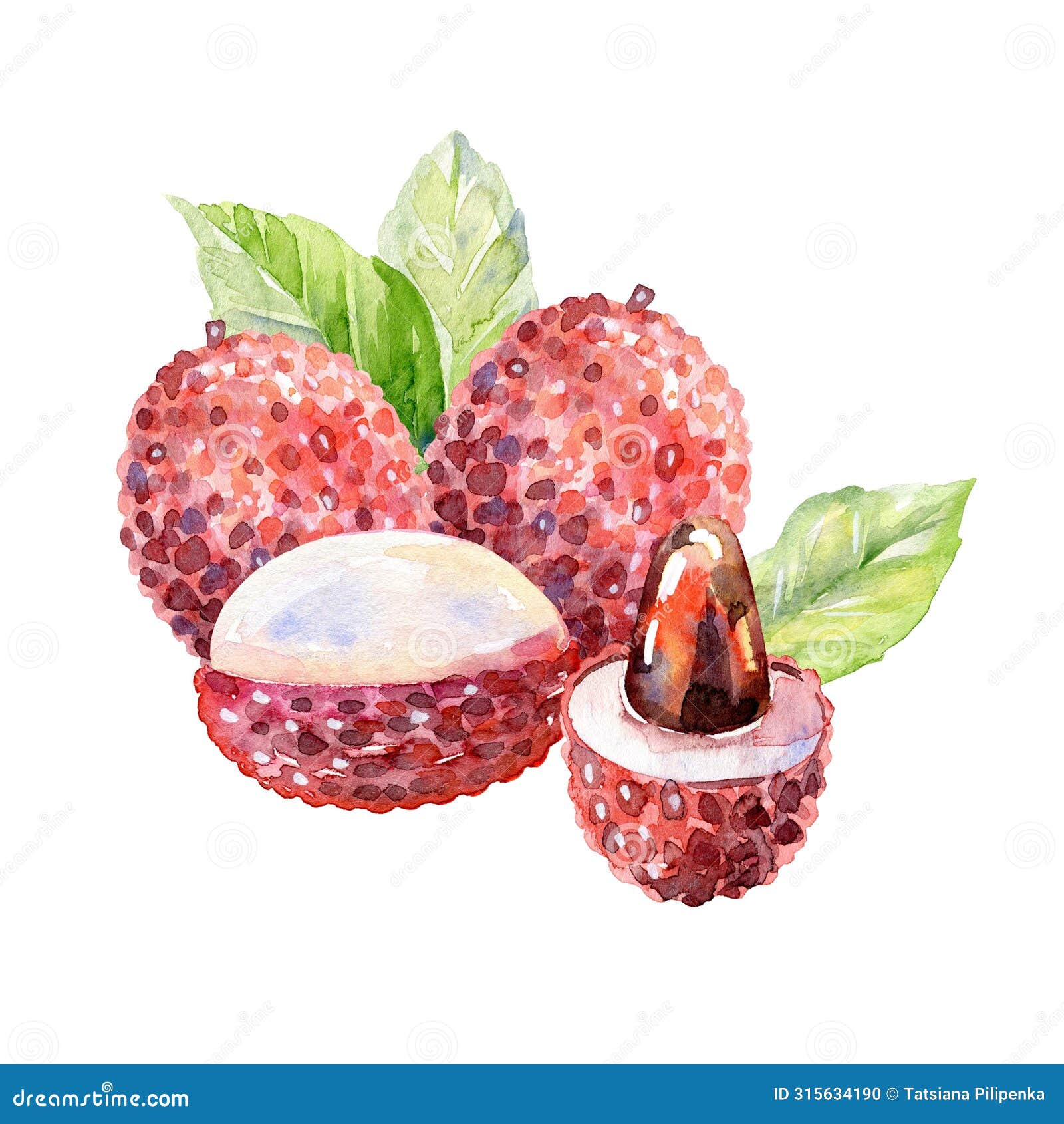 Watercolor Lychee Drawing On A Transparent Background In PNG Format ...
