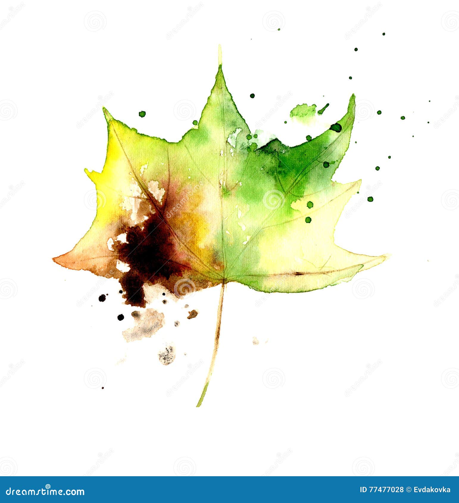 Hand Drawn Watercolor Maple Leaf Isolated on White Background. Stock ...