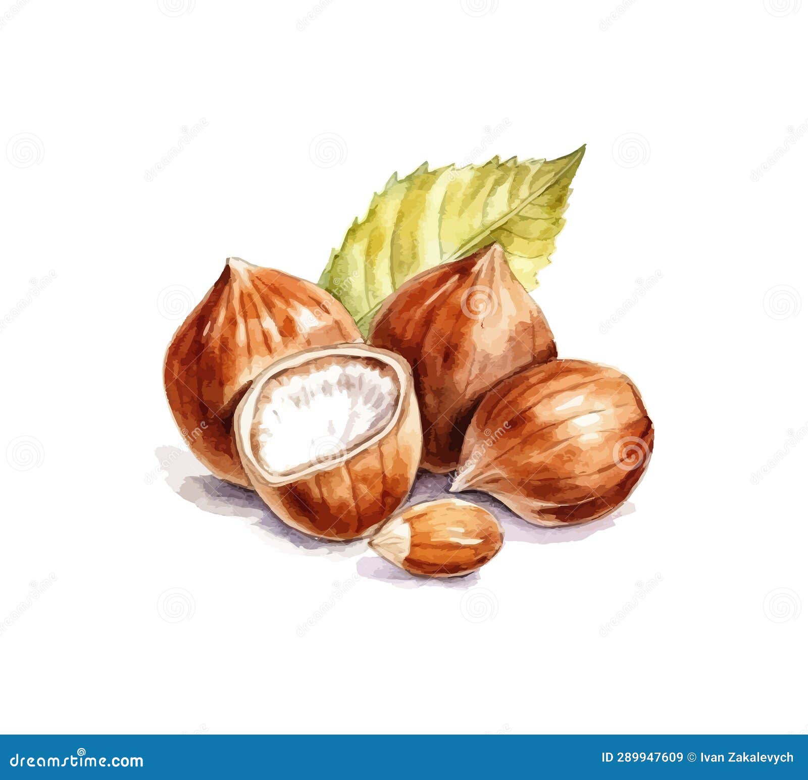 Hand Drawn Watercolor Painting Nut. Vector Illustration Design Stock ...