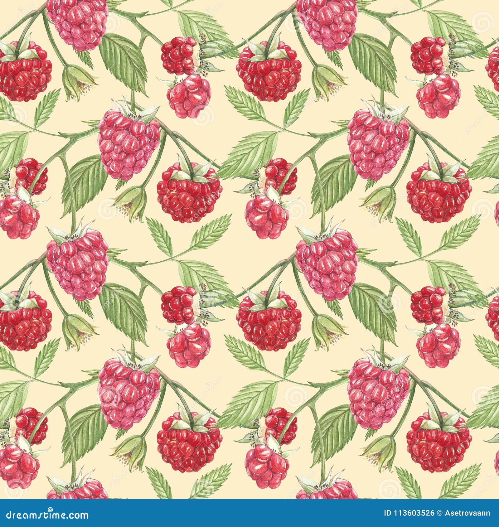 Hand Drawn Watercolor Painting Raspberry on White Background. Botanical ...