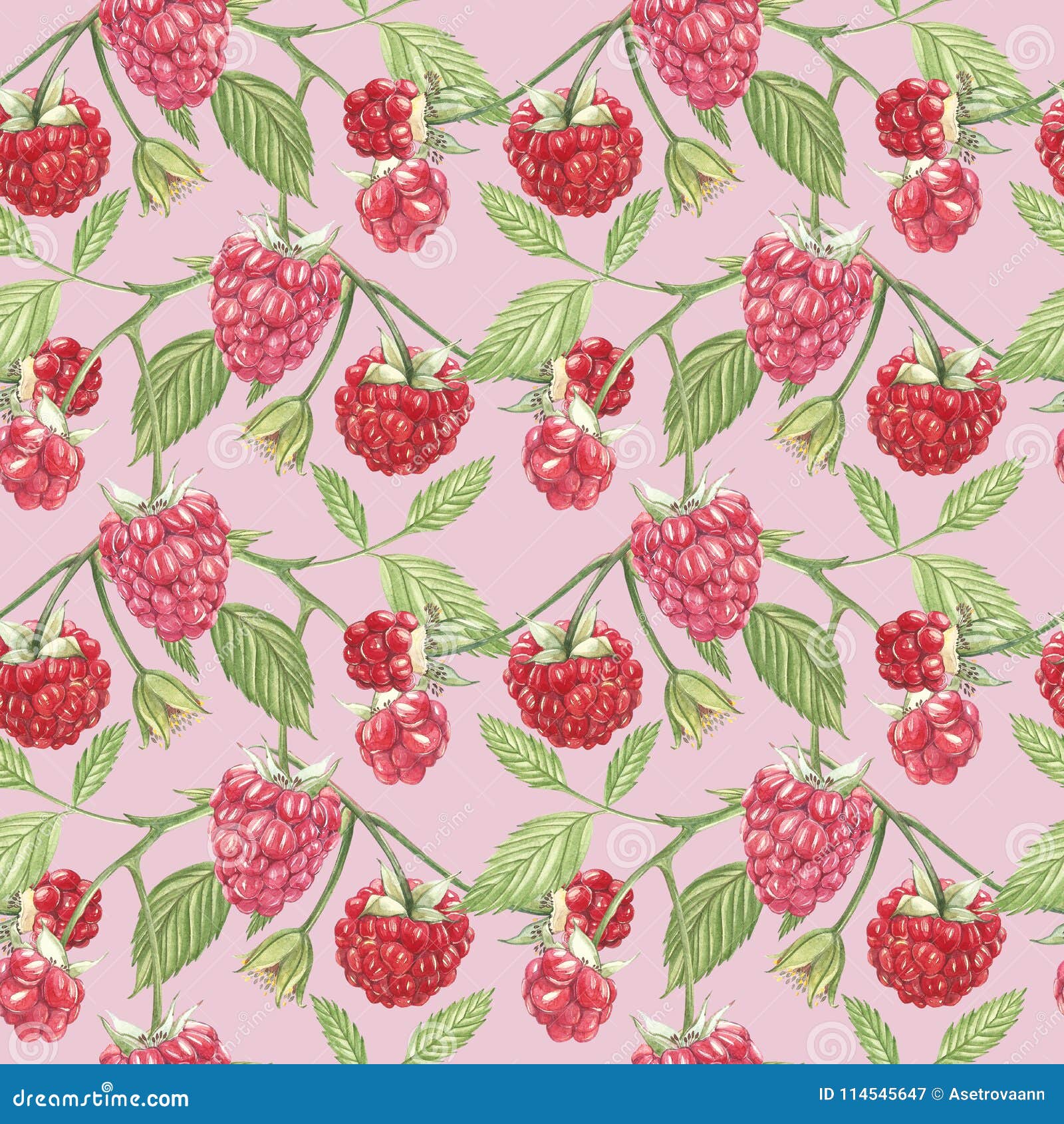 Hand Drawn Watercolor Painting Raspberry on White Background. Botanical ...