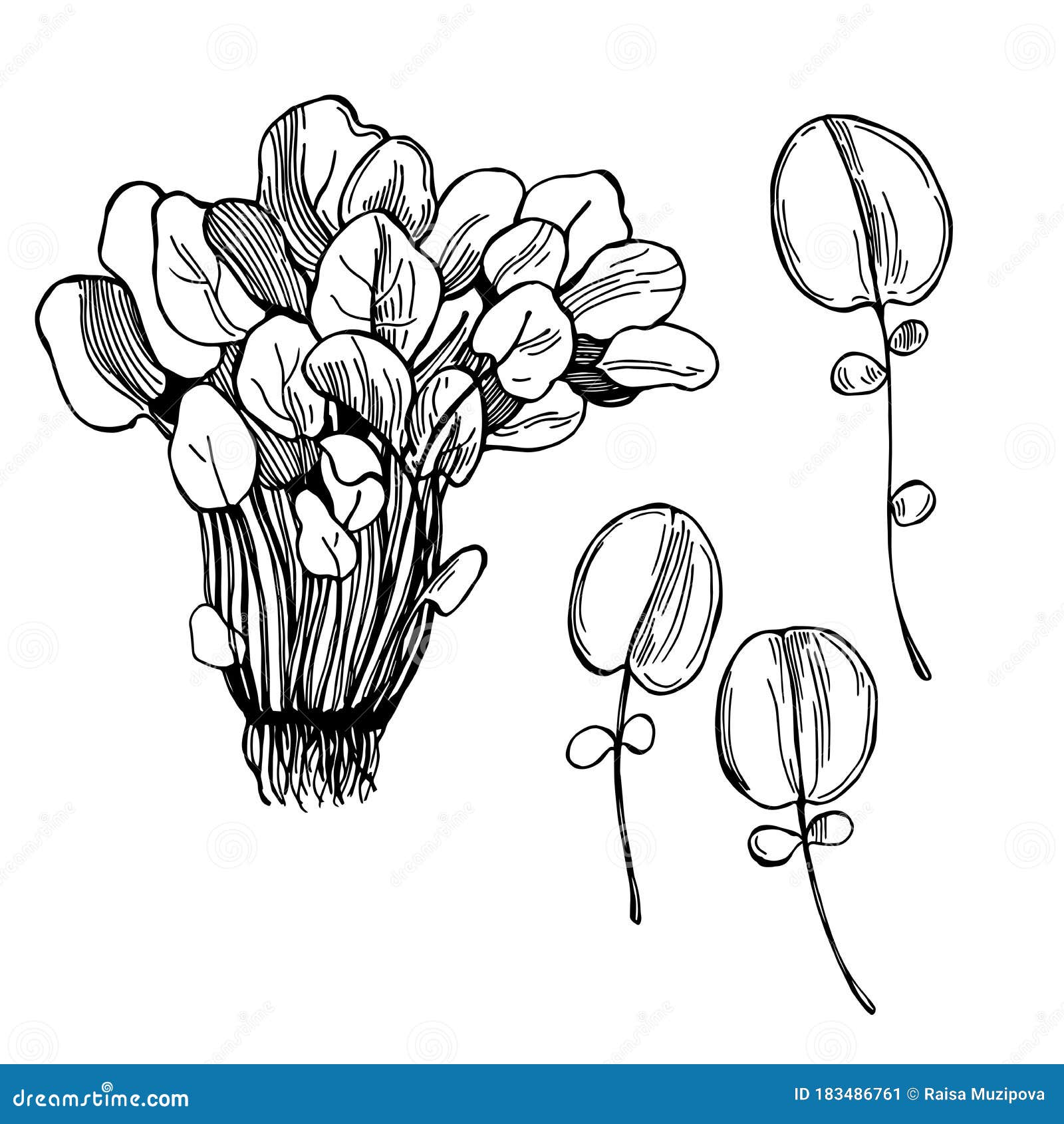 Hand Drawn Watercress Lettuce. Vector Sketch Illustration Stock Vector ...