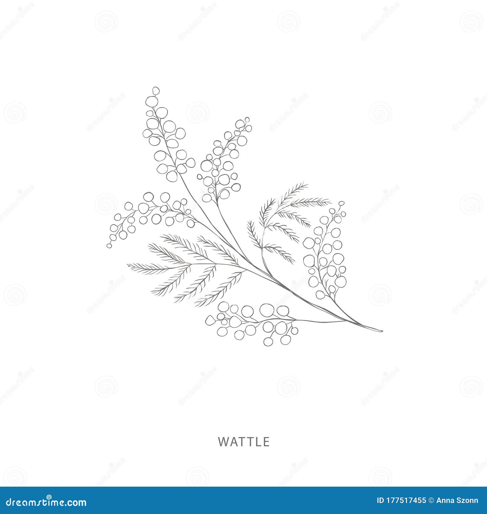 Hand Drawn Wattle Flower.Plant Design Elements Stock Vector ...