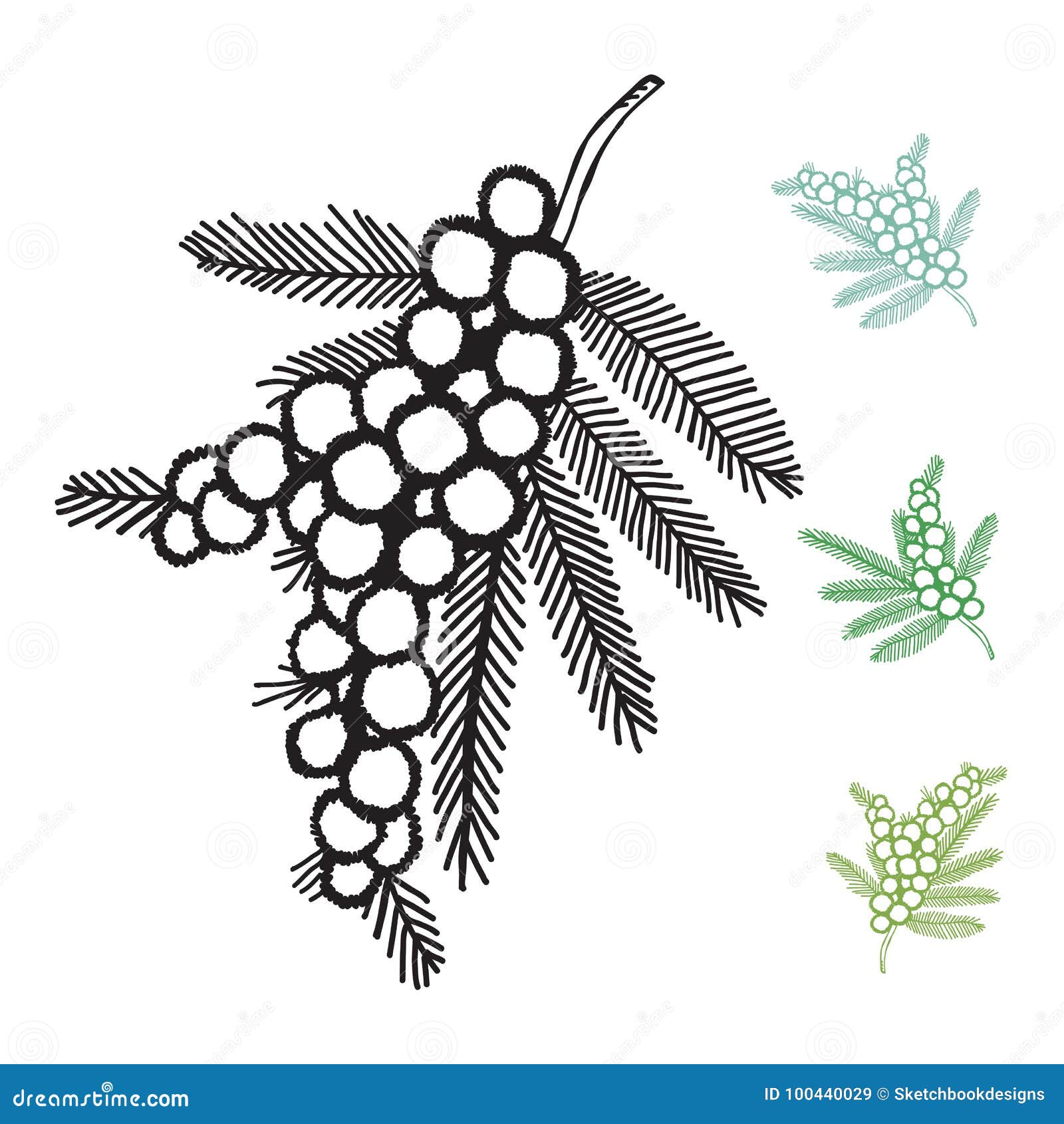 Wattle Flower Vectors Elements Stock Vector - Illustration of hickory ...