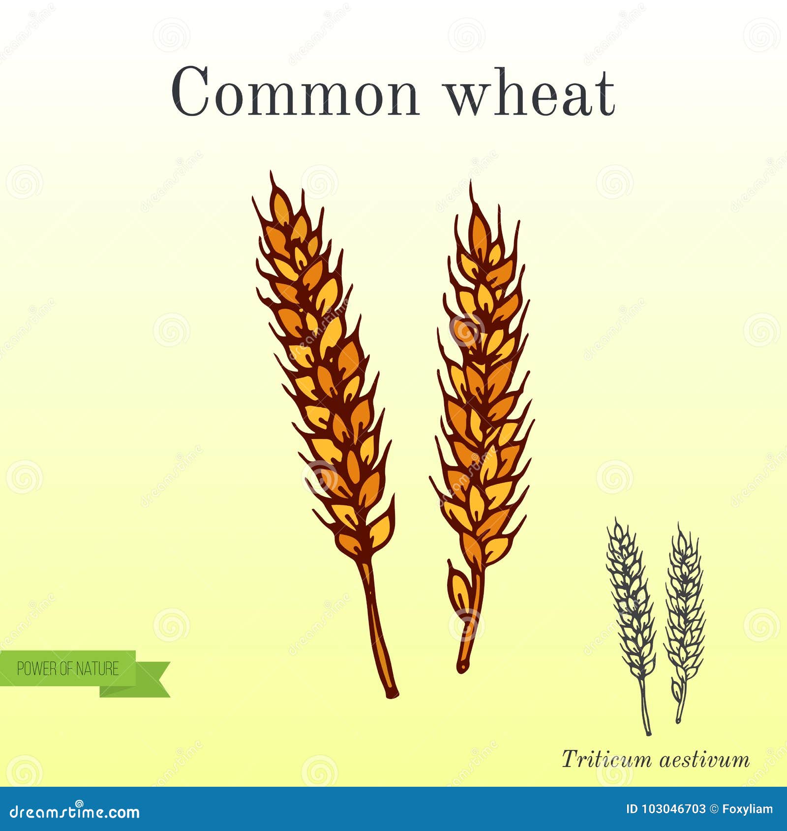 Hand Drawn Wheat Ears Sketch Stock Vector - Illustration of farm, drawn ...