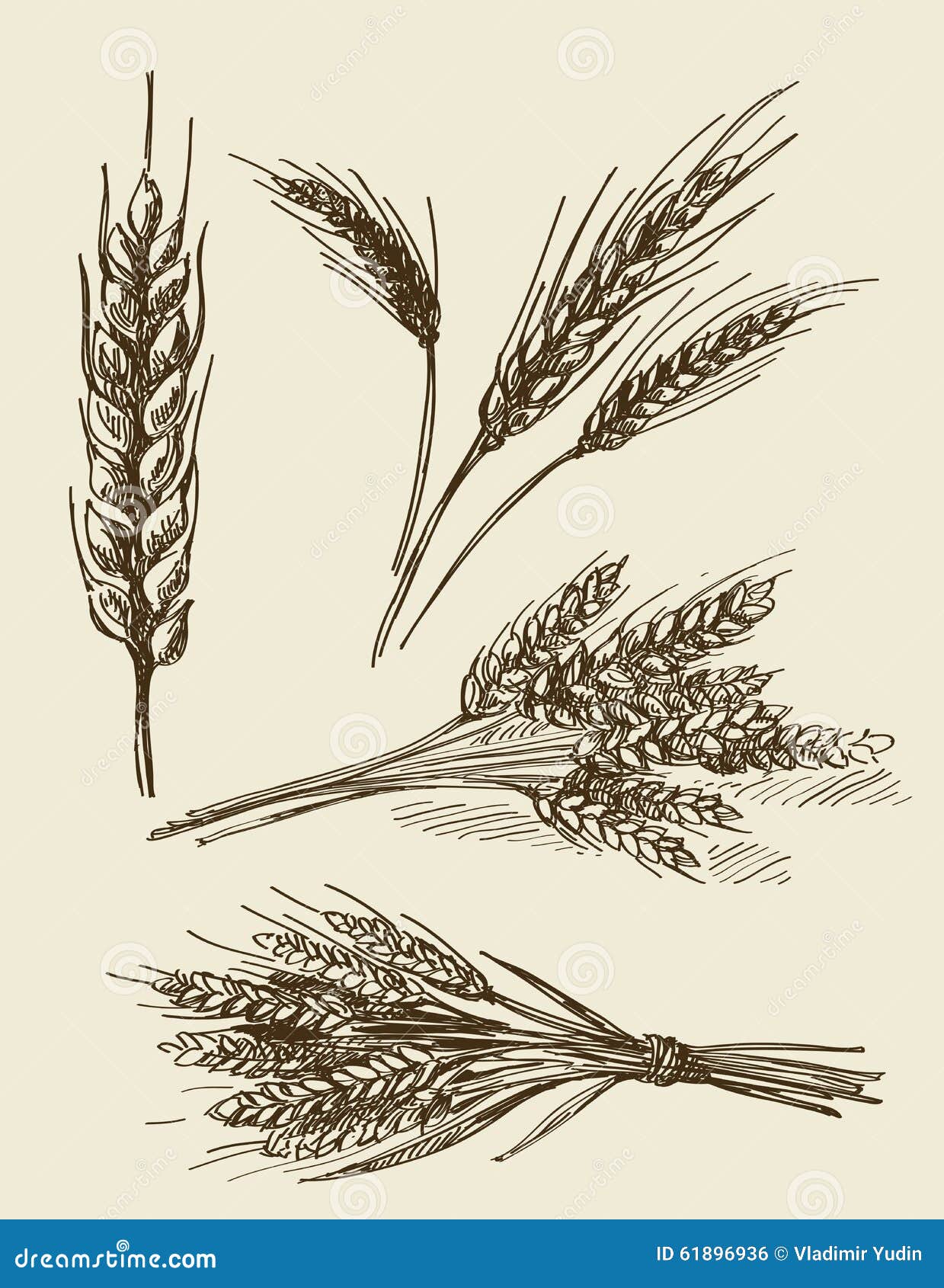 Hand Drawn Wheat Ears Sketch Stock Vector - Illustration of organic ...