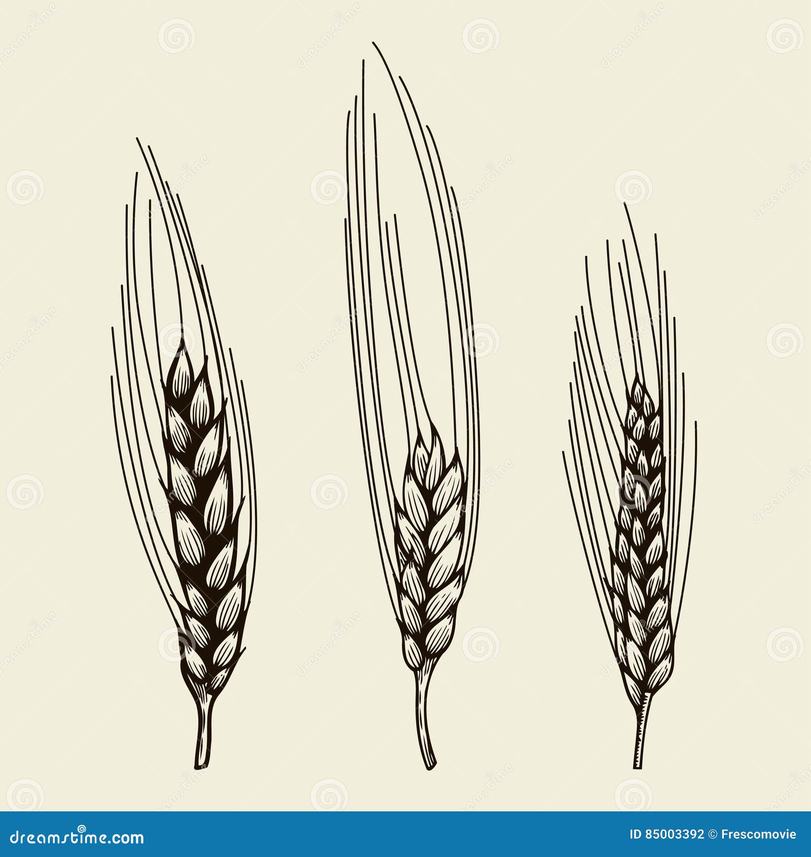 Hand drawn wheat ears stock vector. Illustration of grain - 85003392