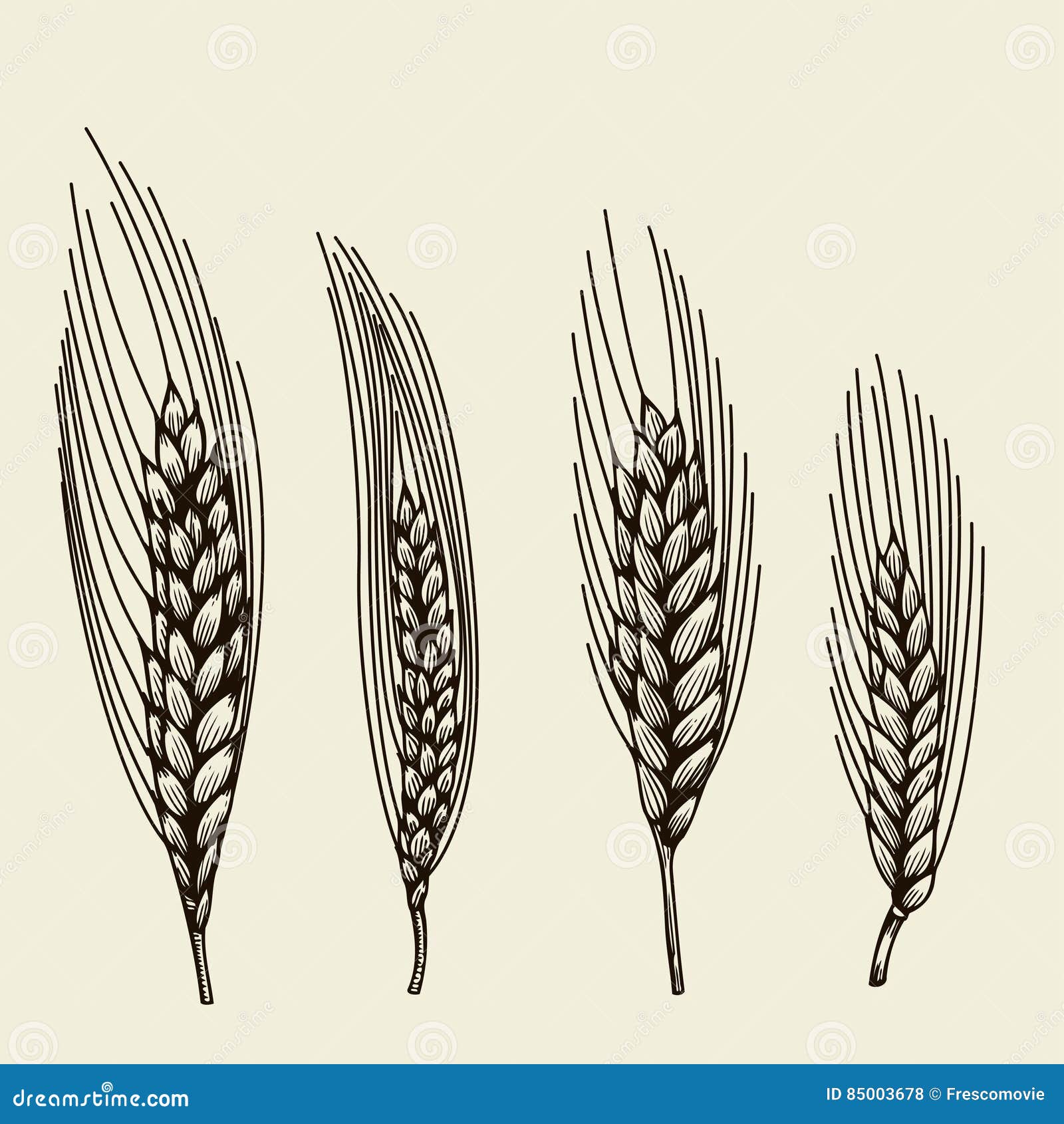 Hand drawn wheat ears stock vector. Illustration of nature - 85003678