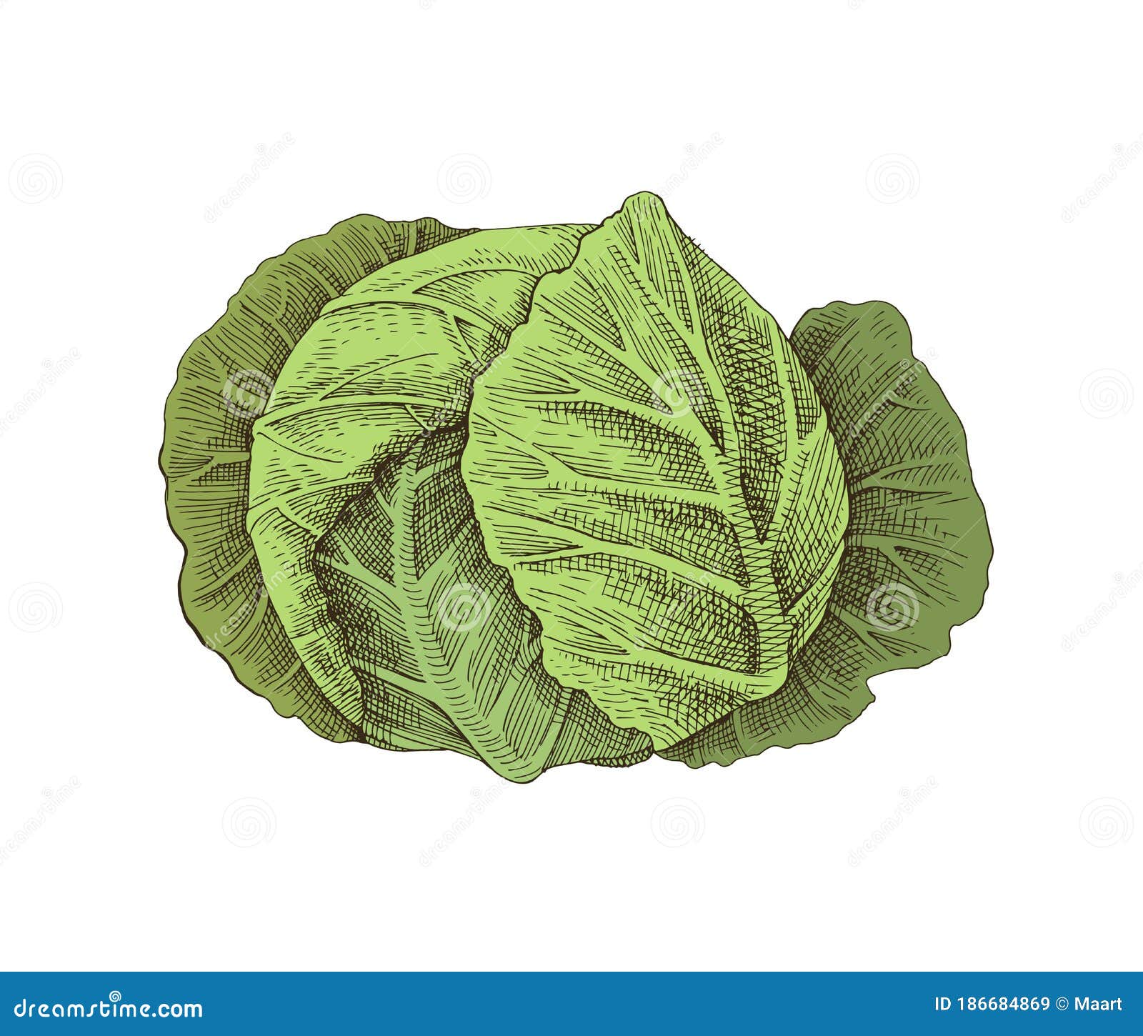 Hand drawn white cabbage stock vector. Illustration of health - 186684869