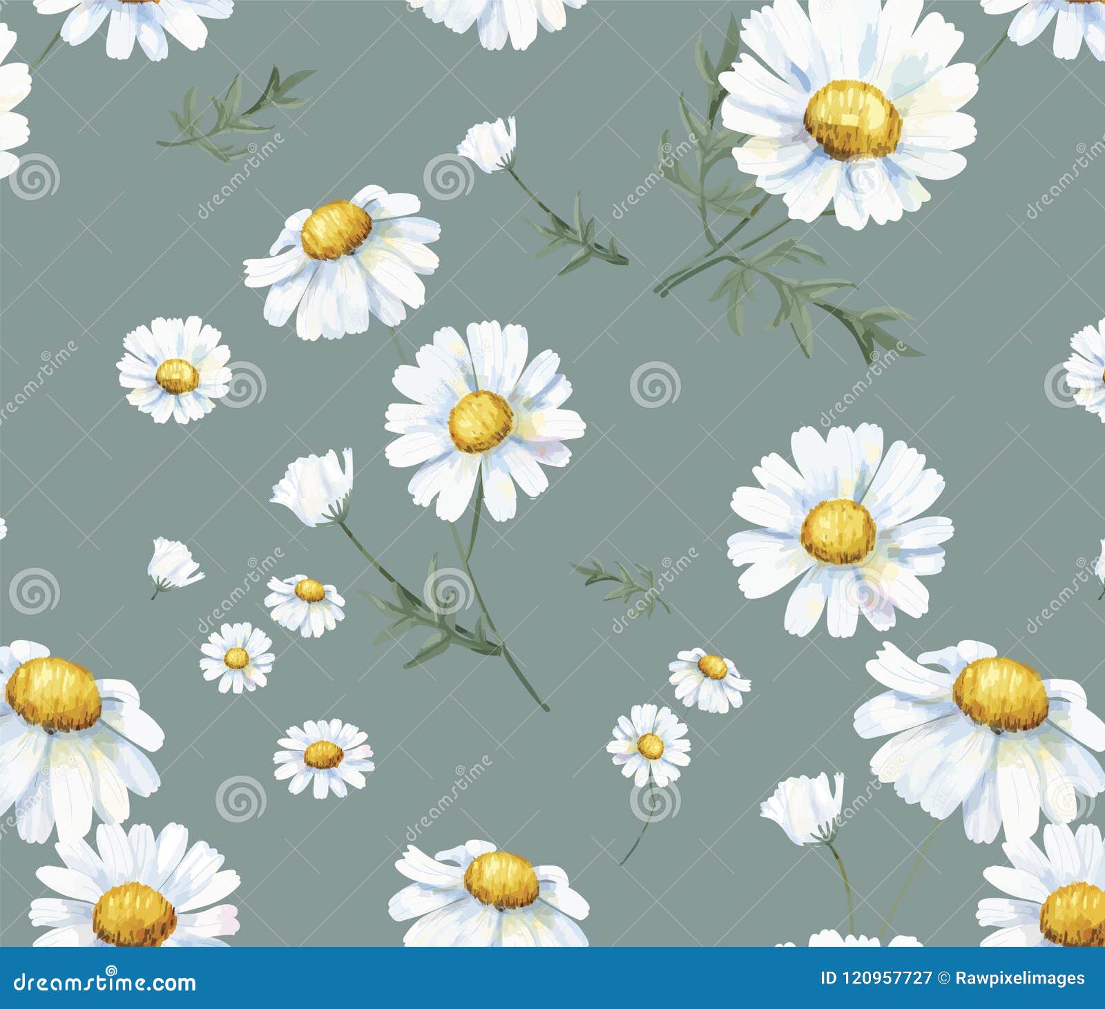 Hand Drawn White Common Daisy Pattern Stock Illustration - Illustration ...
