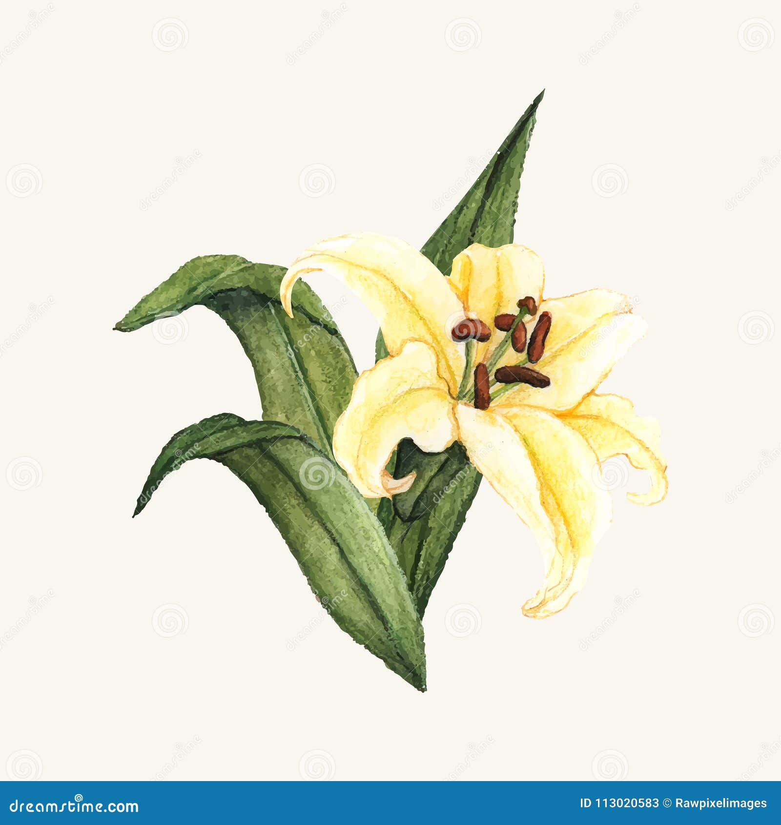 Hand Drawn of White Lily Flower Isolated Stock Illustration ...