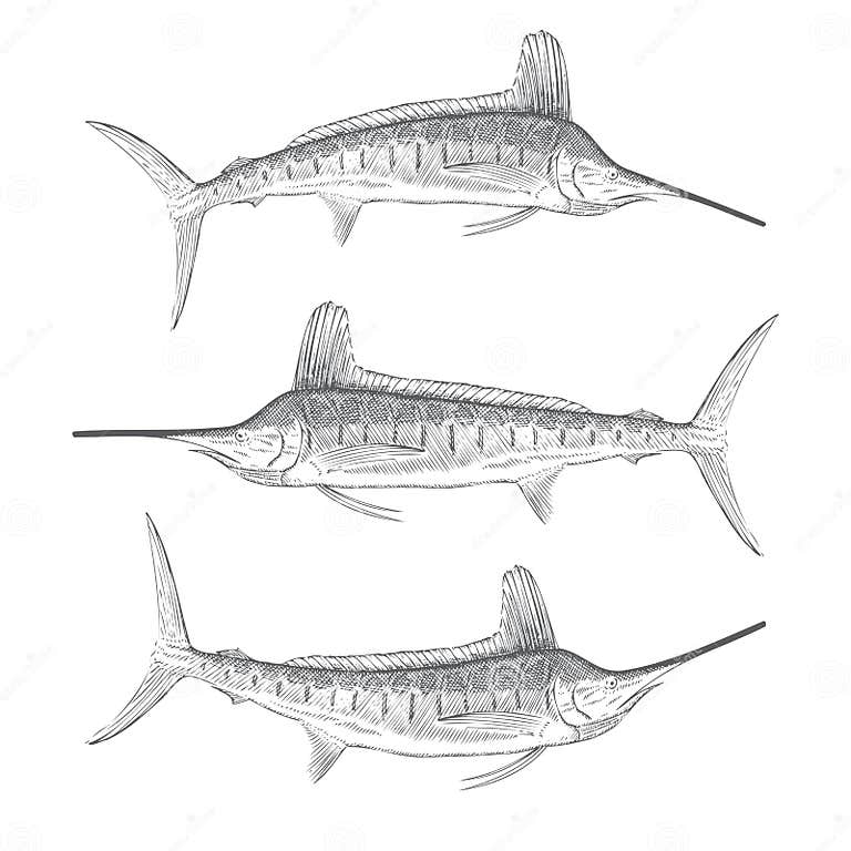 Hand Drawn White Marlin stock vector. Illustration of bill - 36326432