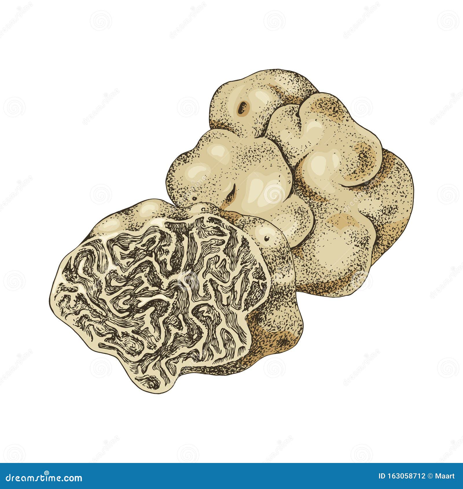 Hand Drawn White Truffle or Tuber Magnatum Stock Vector - Illustration ...