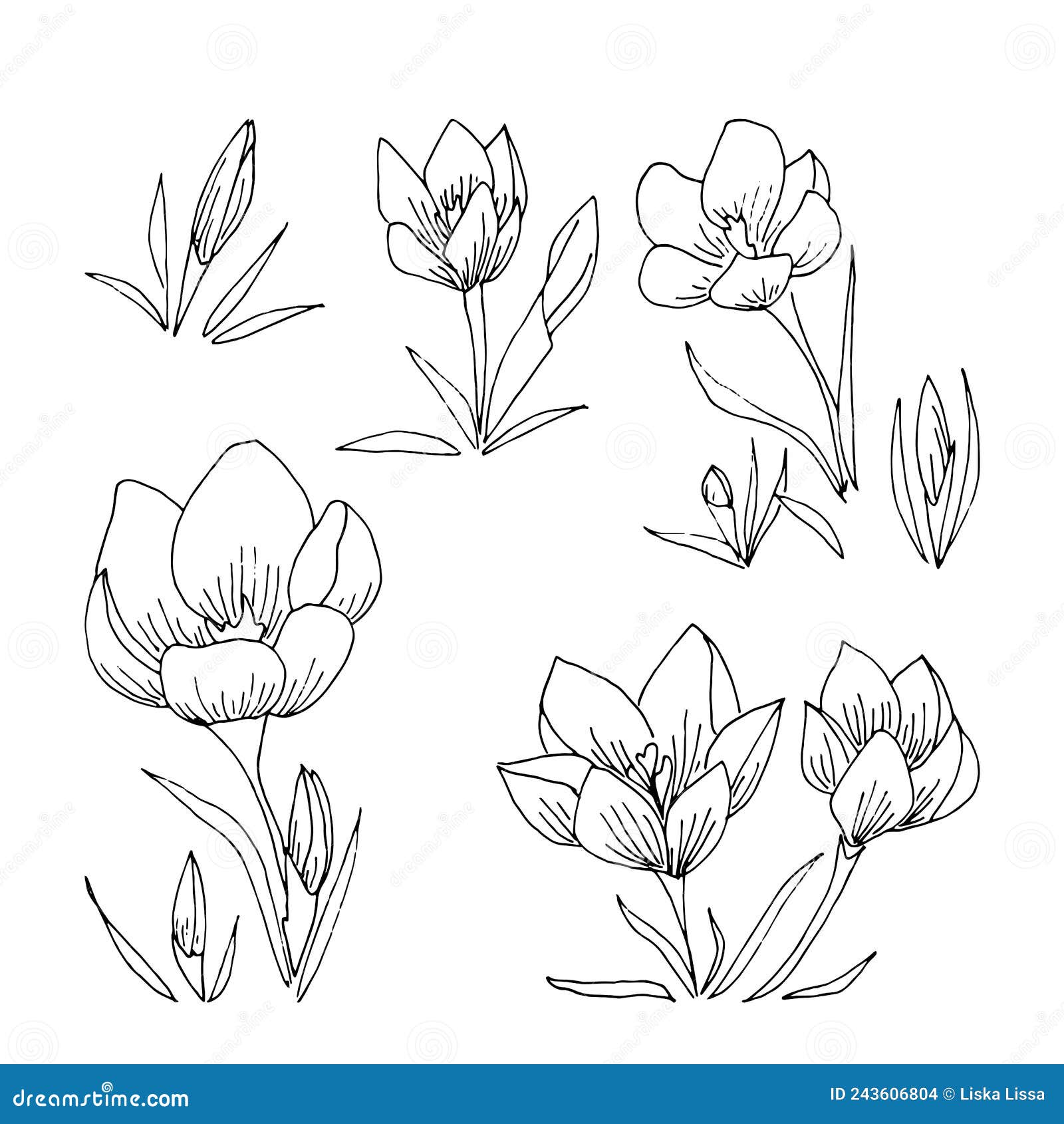 Hand Drawn Wild Flowers Collection. Stock Illustration - Illustration ...