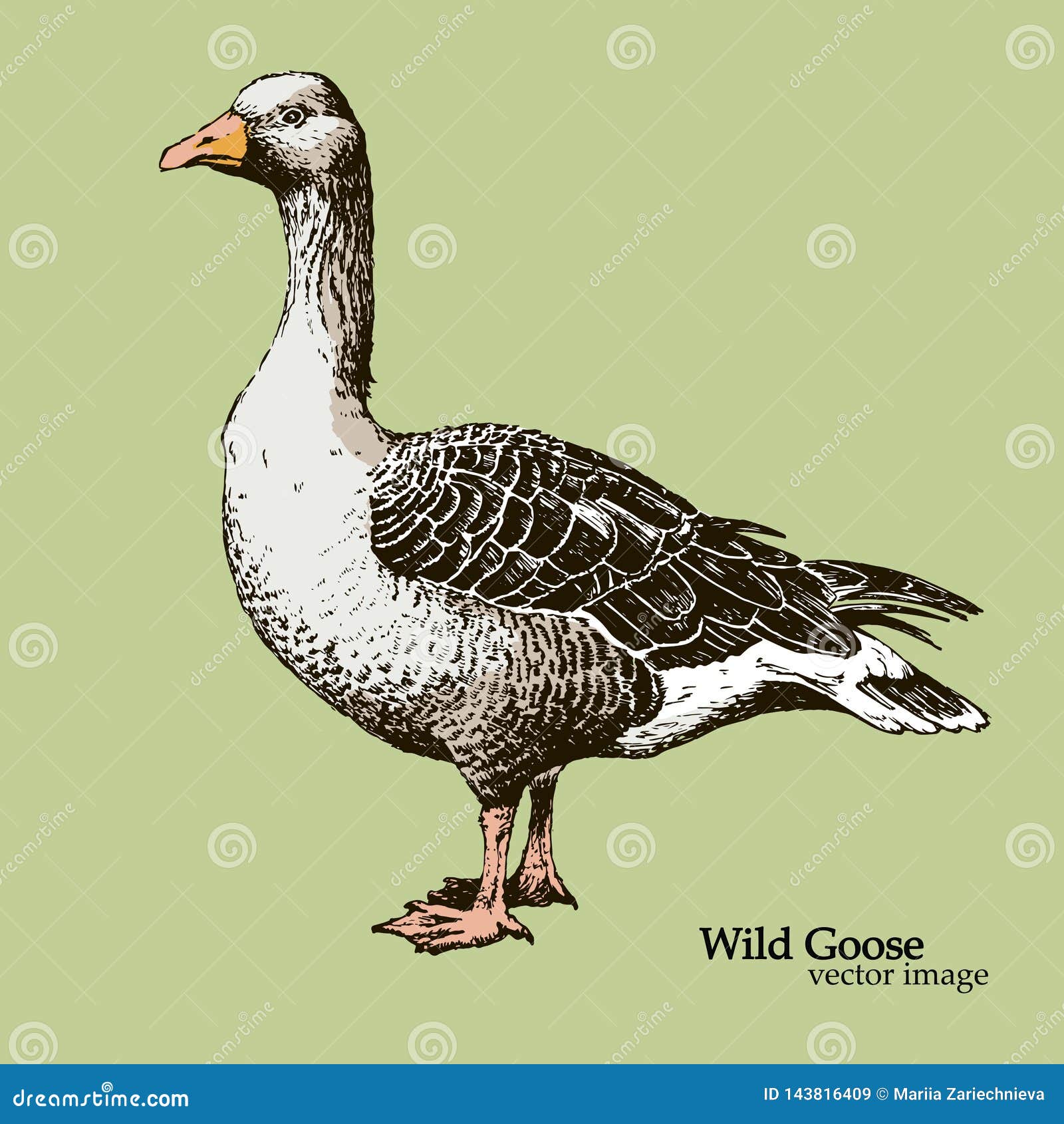 Hand-drawn wild grey goose stock vector. Illustration of sketch - 143816409
