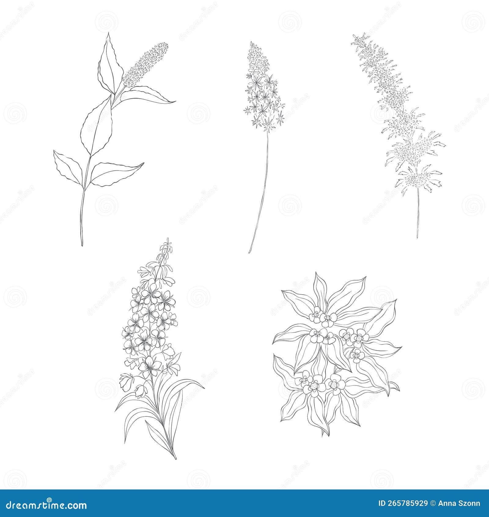 Hand Drawn Wildflowers Set. Stock Vector - Illustration of forest ...