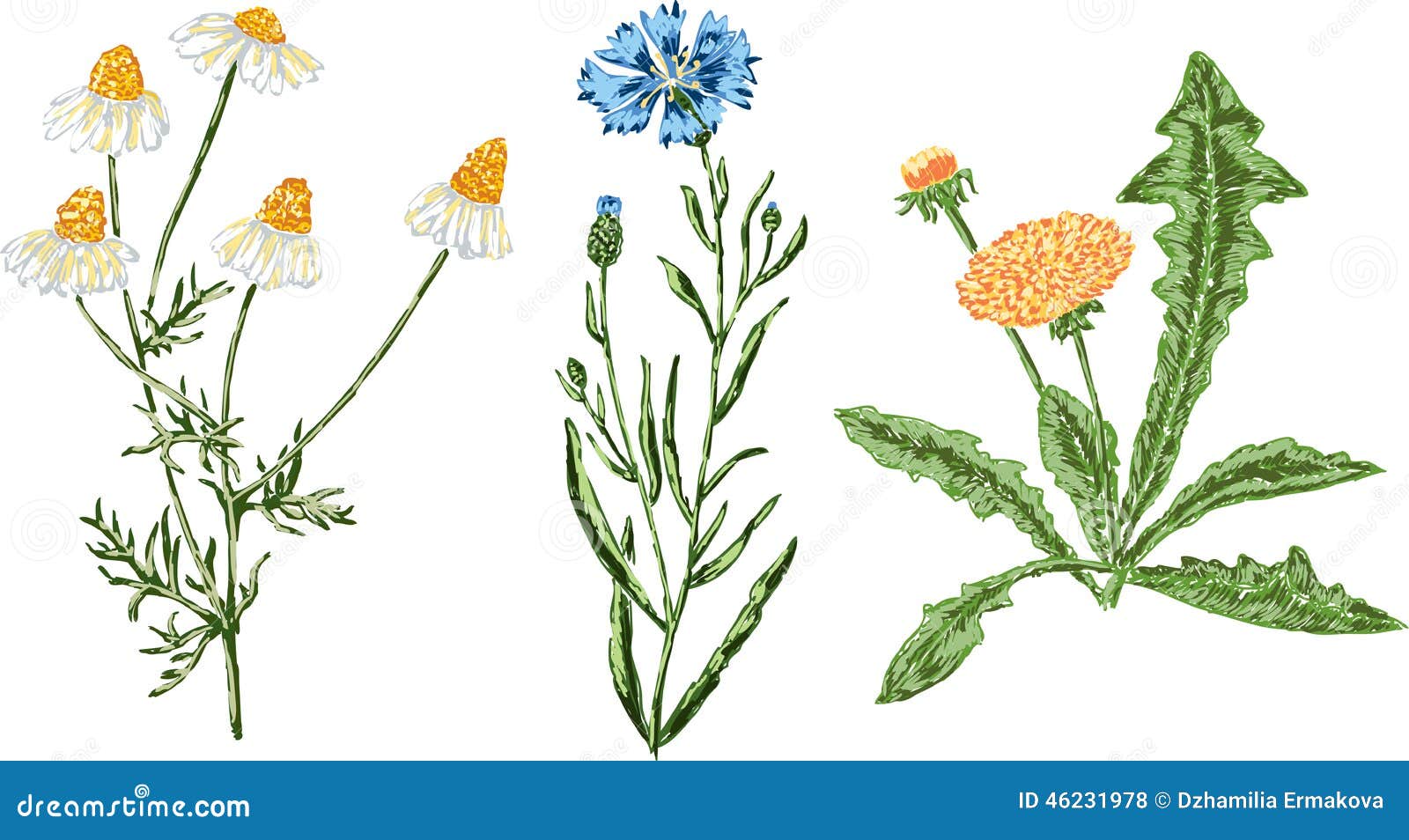 Hand drawn wildflowers stock vector. Illustration of wildflowers - 46231978