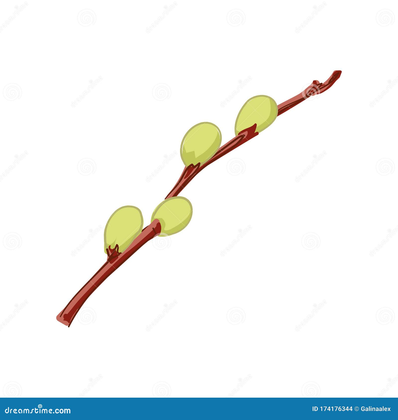 Hand Drawn Willow Branch with Buds in White Background Stock Vector ... Hand Drawn Willow Branch with Buds in White Background Stock Vector ...