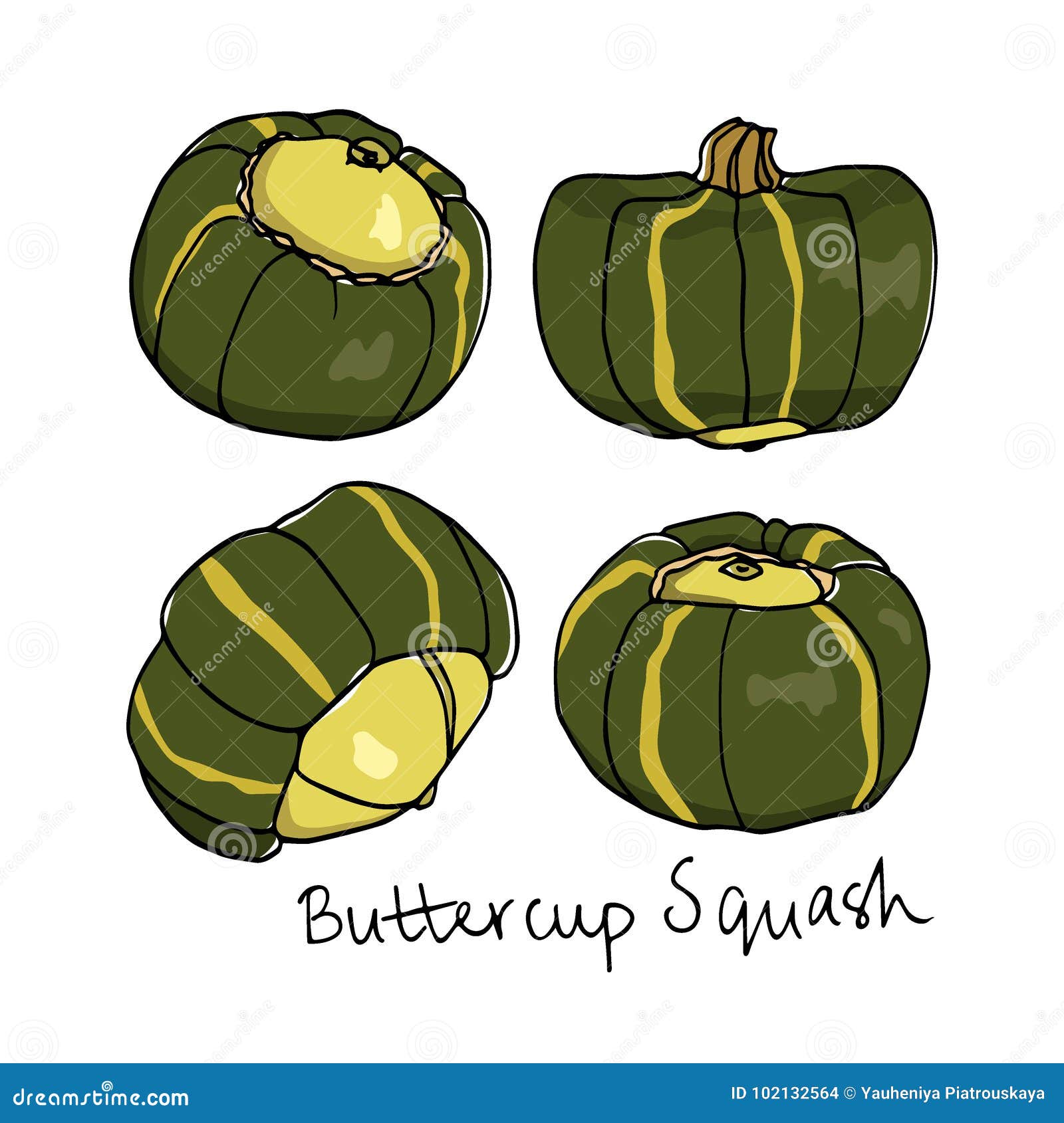 Hand drawn winter squash stock vector. Illustration of halloween ...