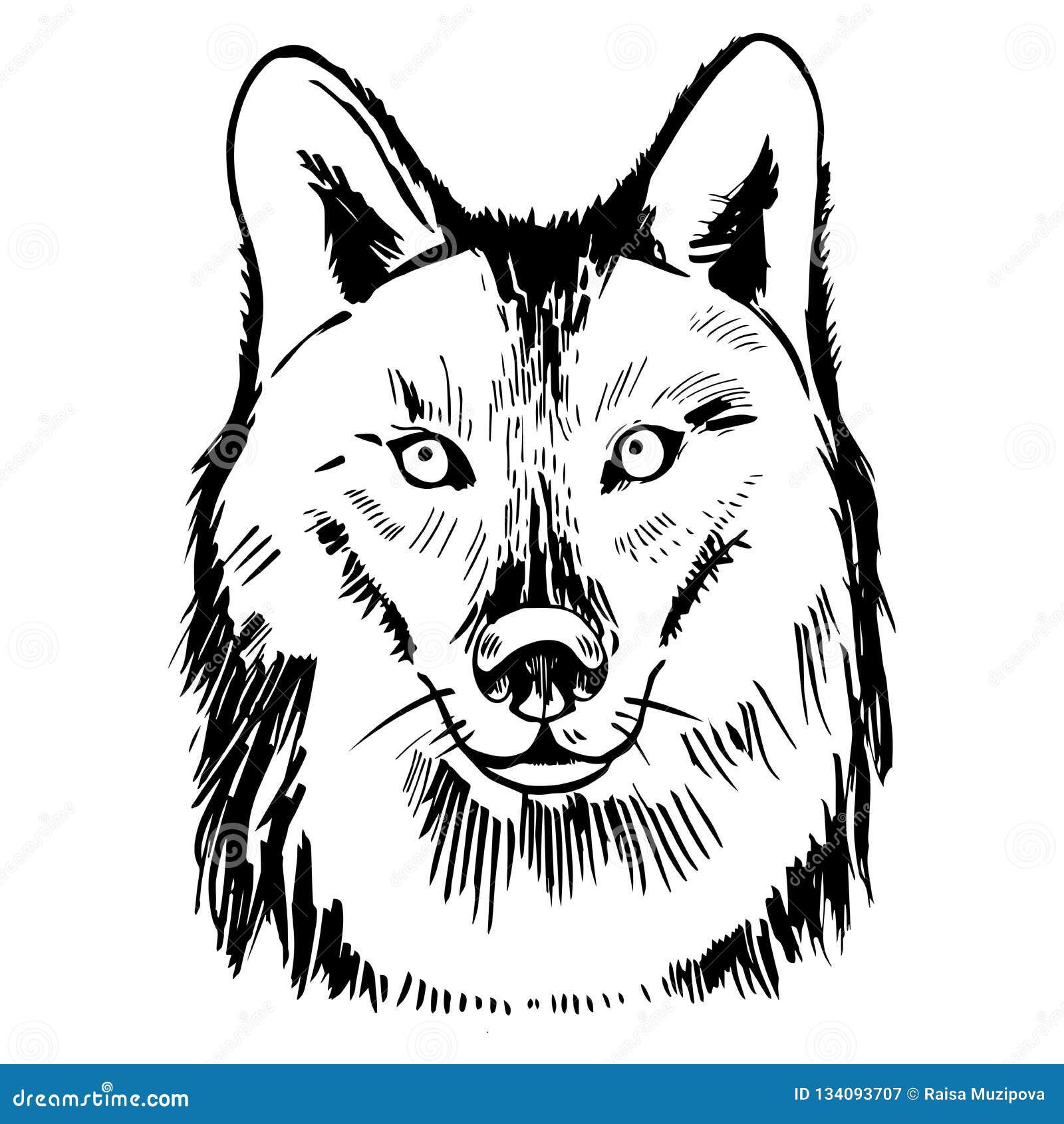 Hand Drawn Sketch Wolf Head . Stock Vector - Illustration of head ...