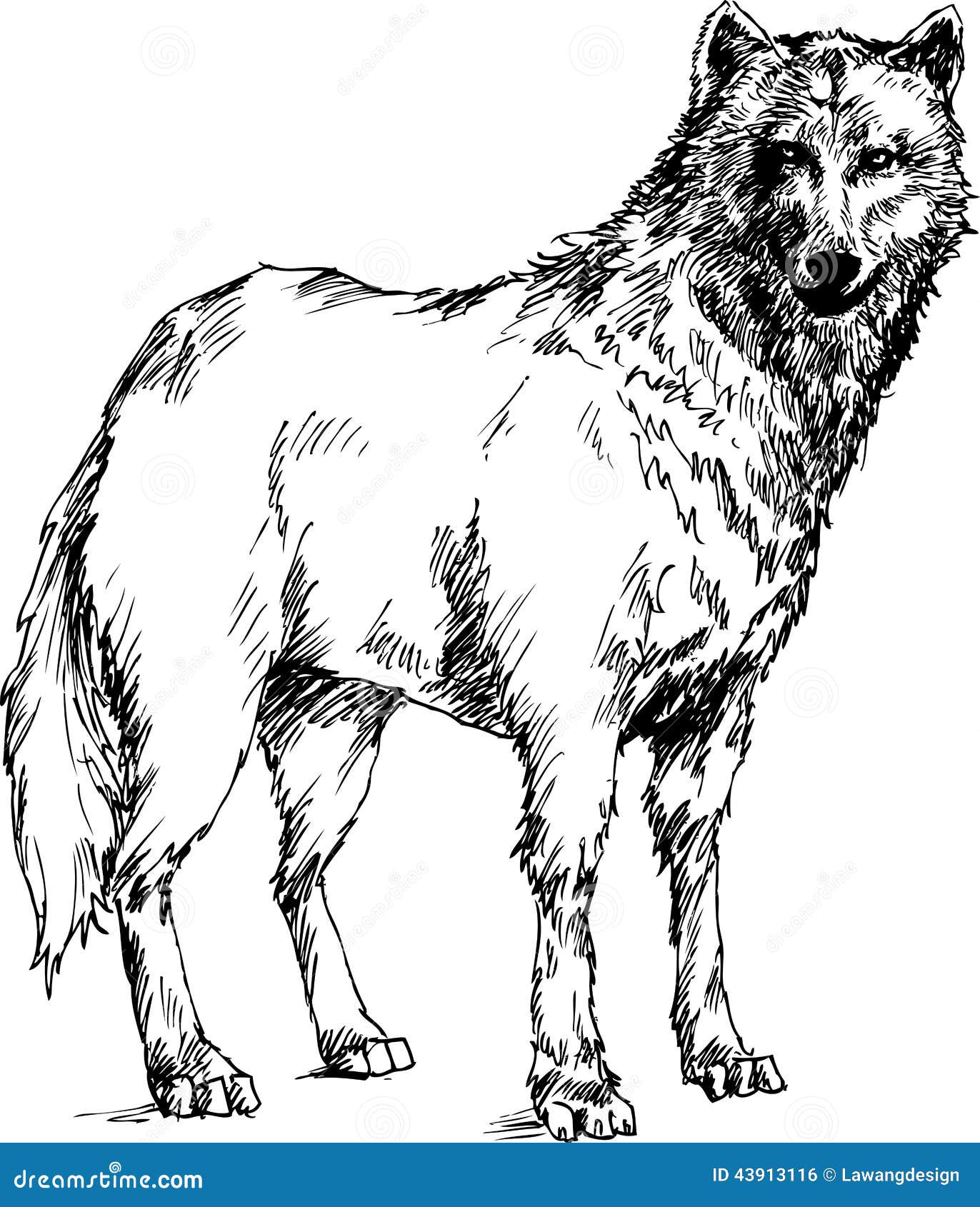 Hand drawn wolf stock vector. Illustration of nose, husky - 43913116