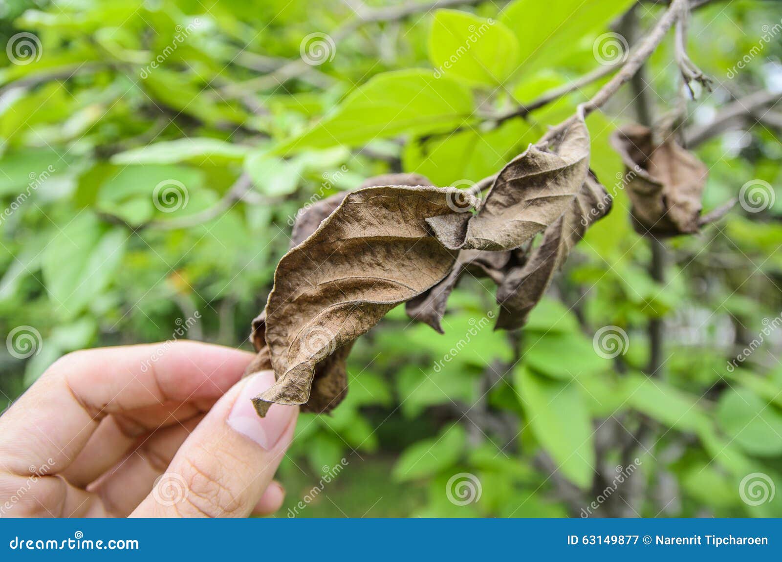 Hand of Dried leaf stock image. Image of hand, tree, drought - 63149877