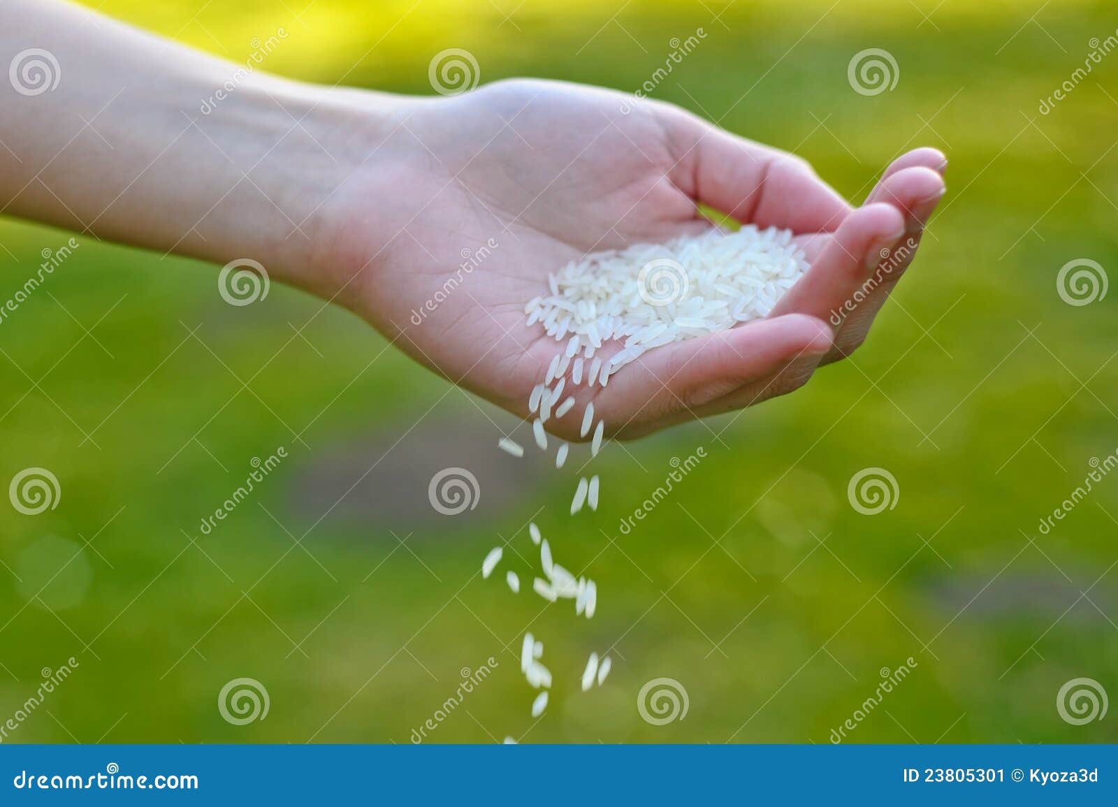 Hand Dropping Rice Stock Image - Image: 23805301
