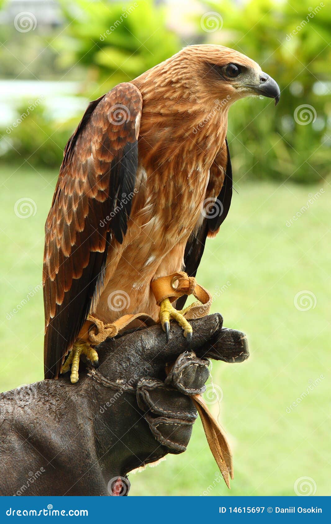 Hand eagle stock image. Image of animal, green, watchful - 14615697