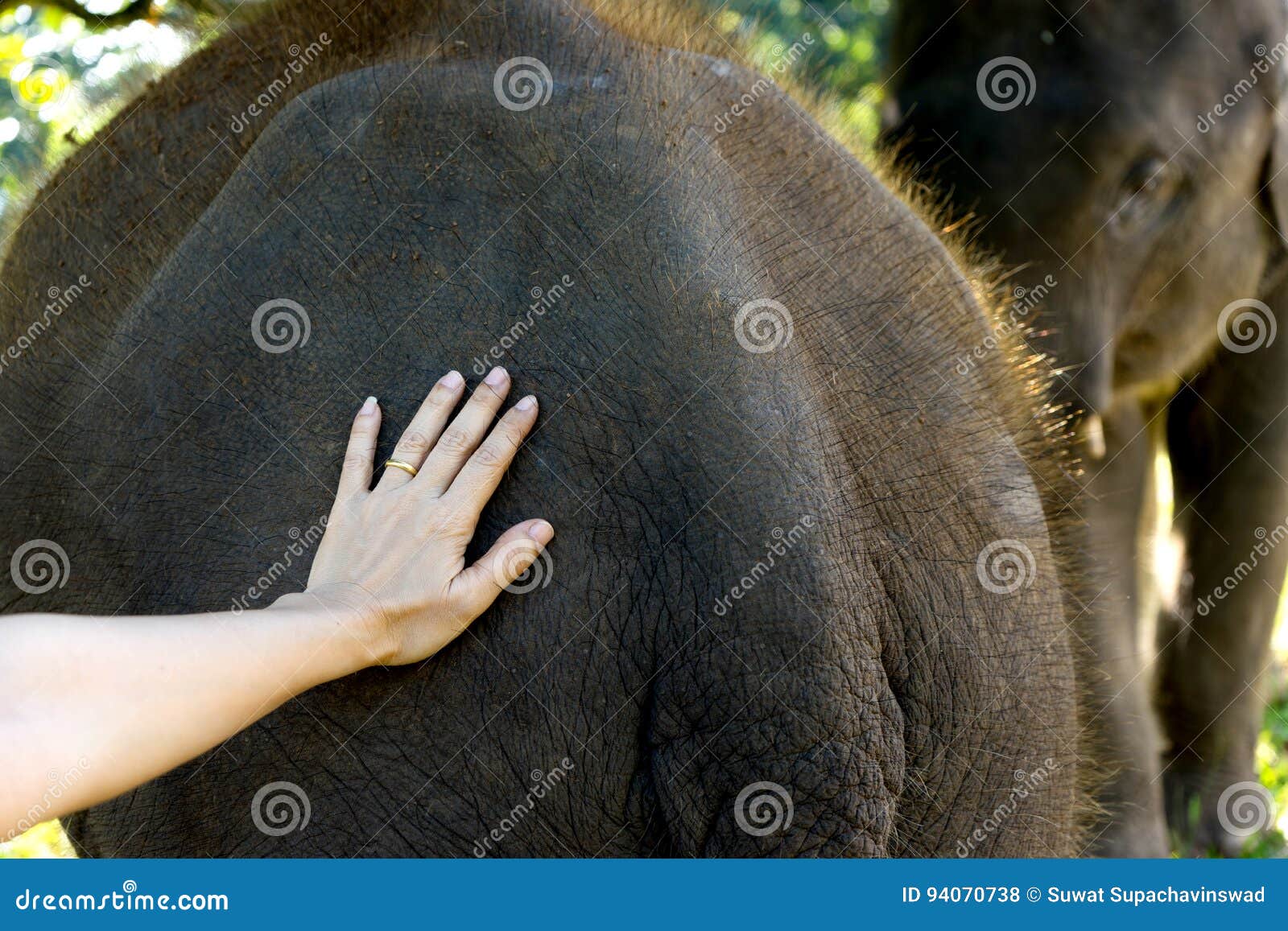 Hand on elephant skin stock photo. Image of friendly - 94070738