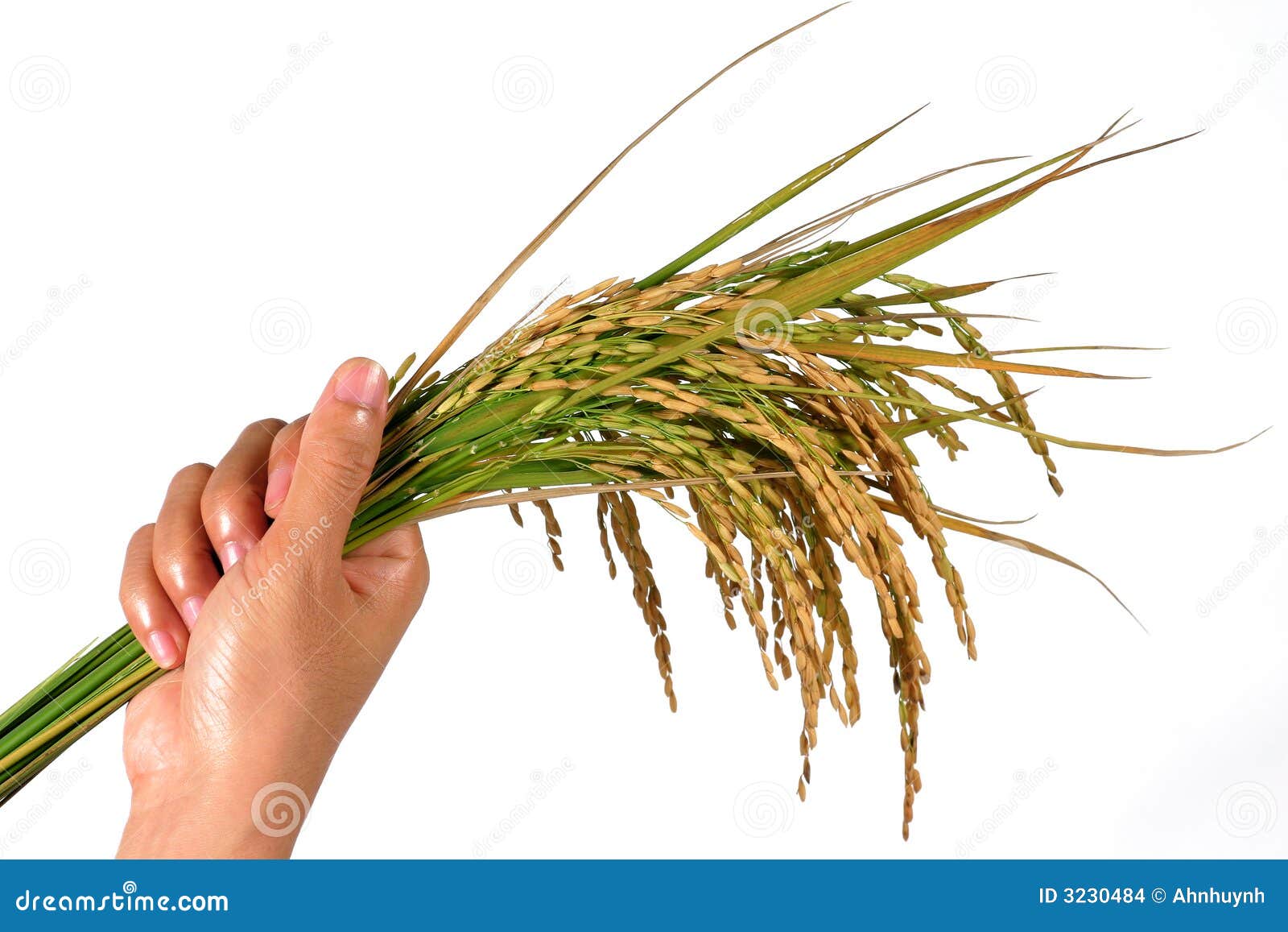 Hand En Een Schoof Van Rijst Stock Foto - Image of graangewas, begrip ...