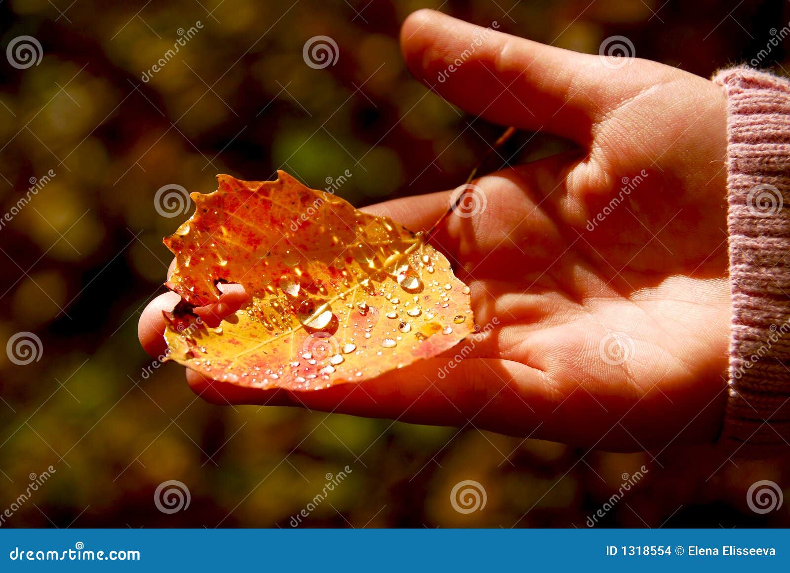 Hand fall leaf stock photo. Image of beautiful, drop, leaves - 1318554
