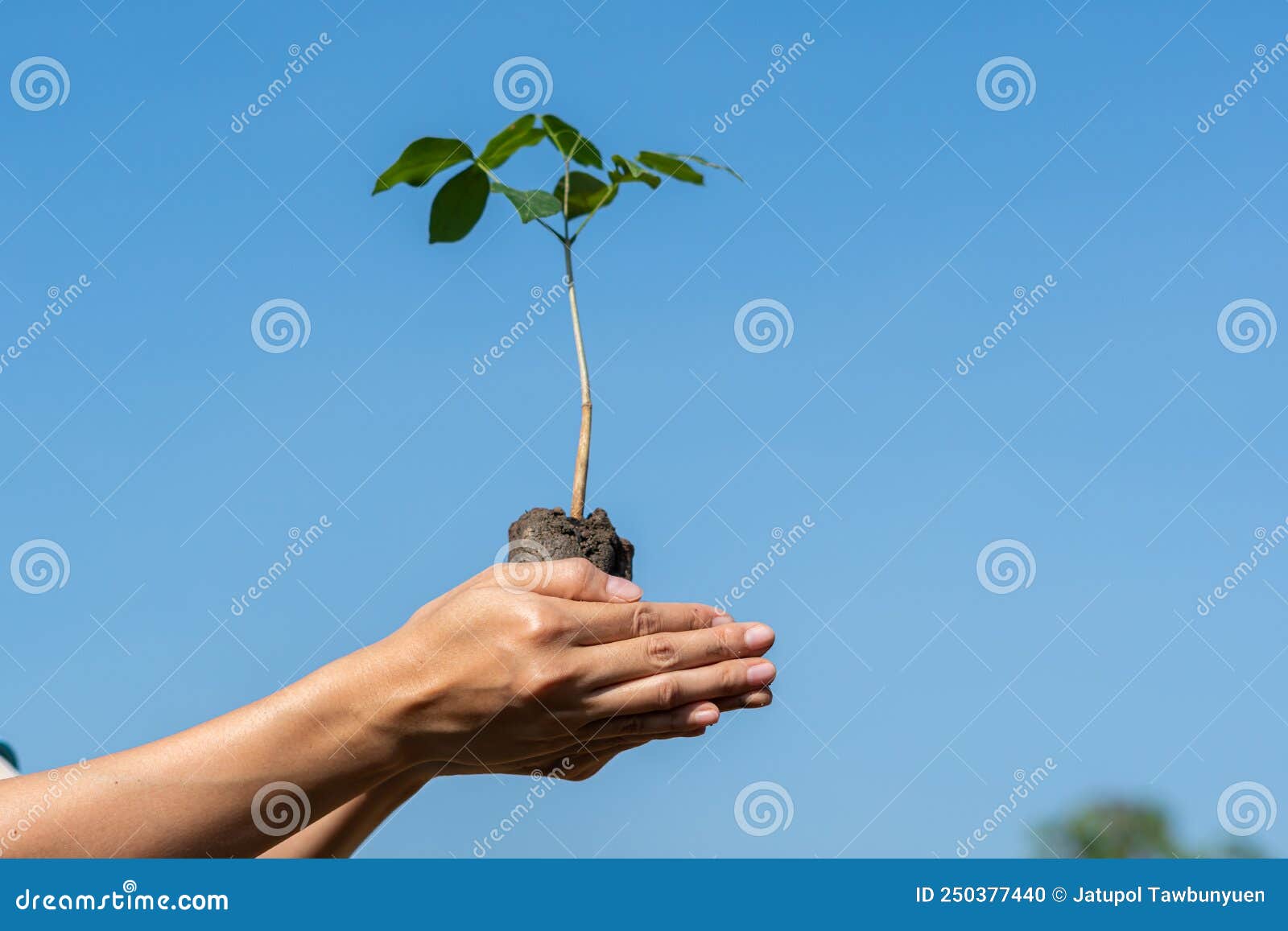 The Hand of the Farmer are Planting the Tree Stock Photo - Image of ...