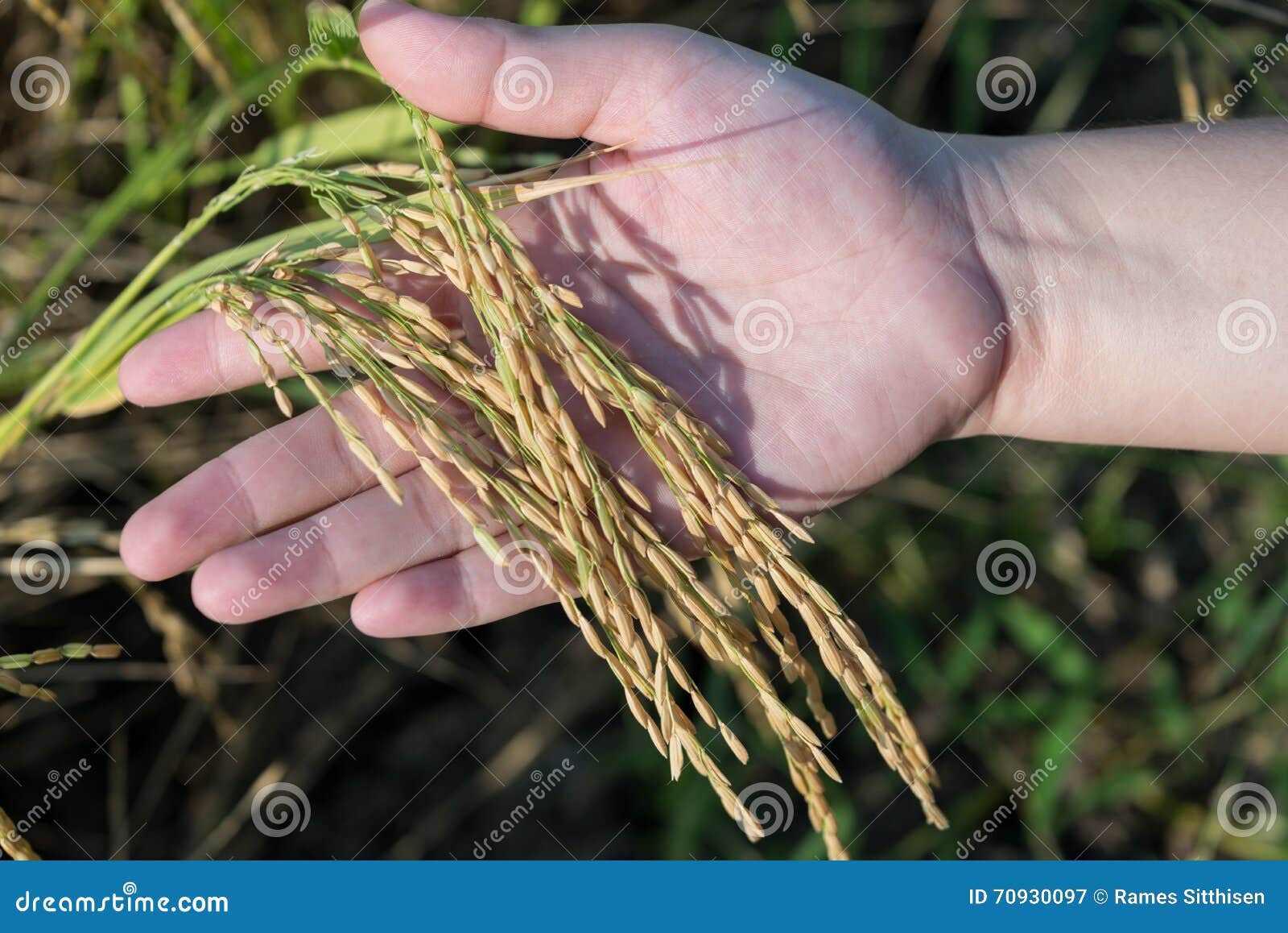 Hand of a Farmer Rice Paddy Field Stock Image - Image of grass, paddy ...
