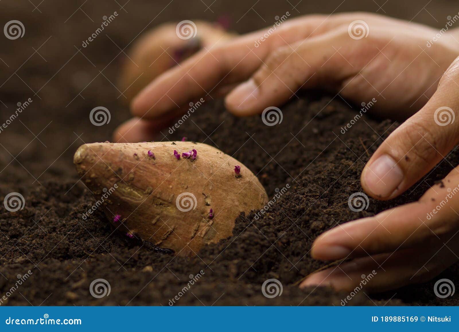 Growing Sweet Potato With Shoots On White Background Royalty-Free Stock ...