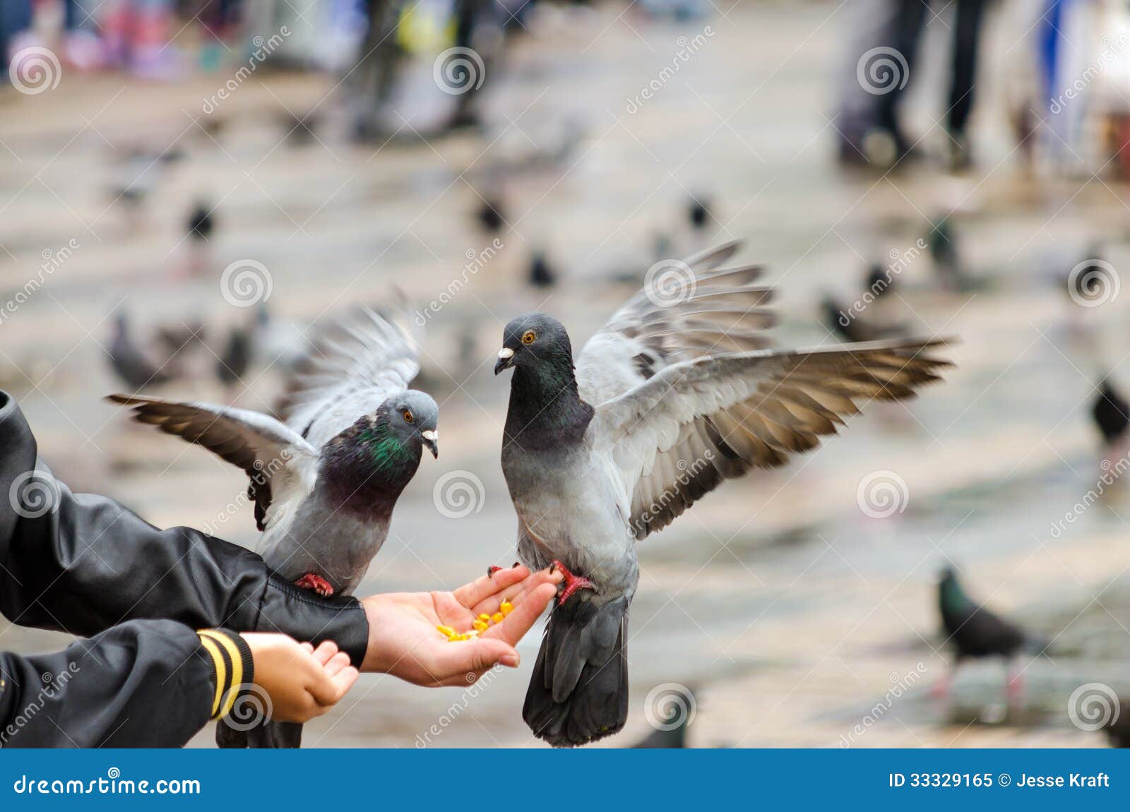 Hand Fed Pigeons fotografering för bildbyråer. Bild av turister - 33329165