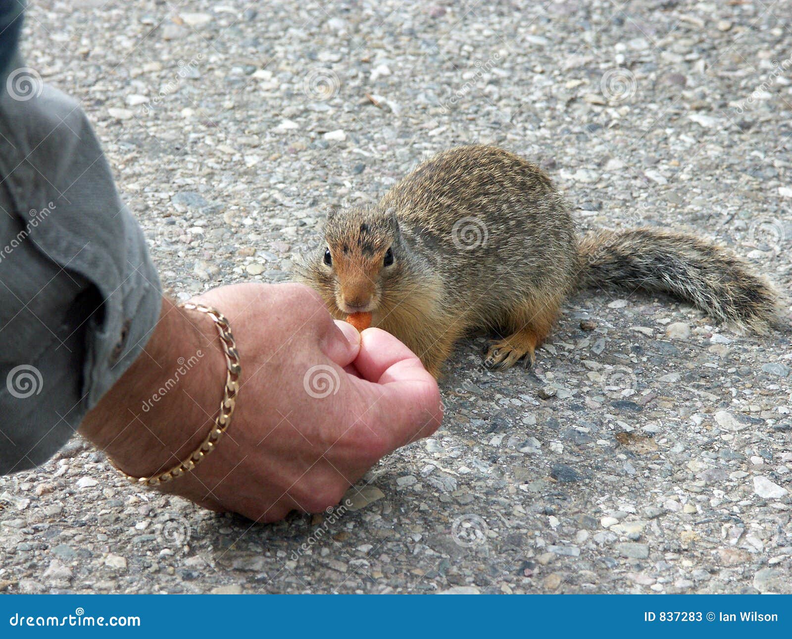 Hand feed stock image. Image of rabies, bite, sign, cuff - 837283