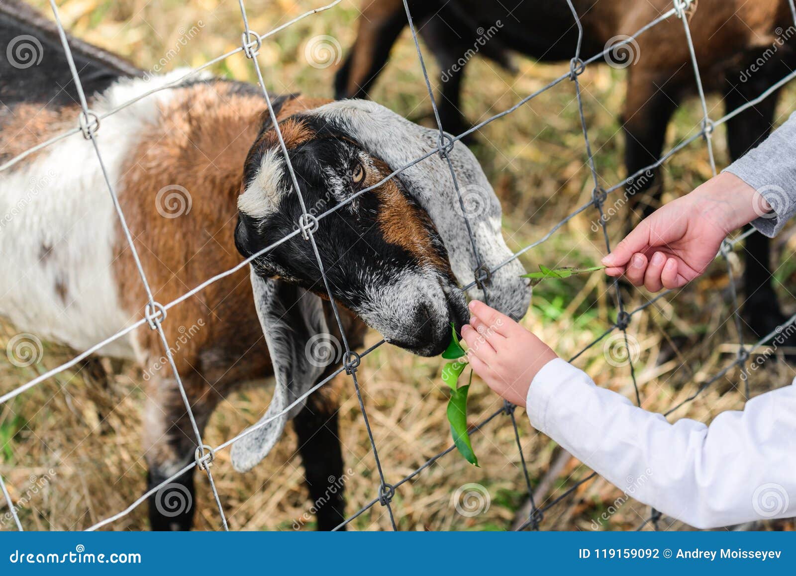 Hand Feed Goat stock photo. Image of dairy, animal, creature - 119159092