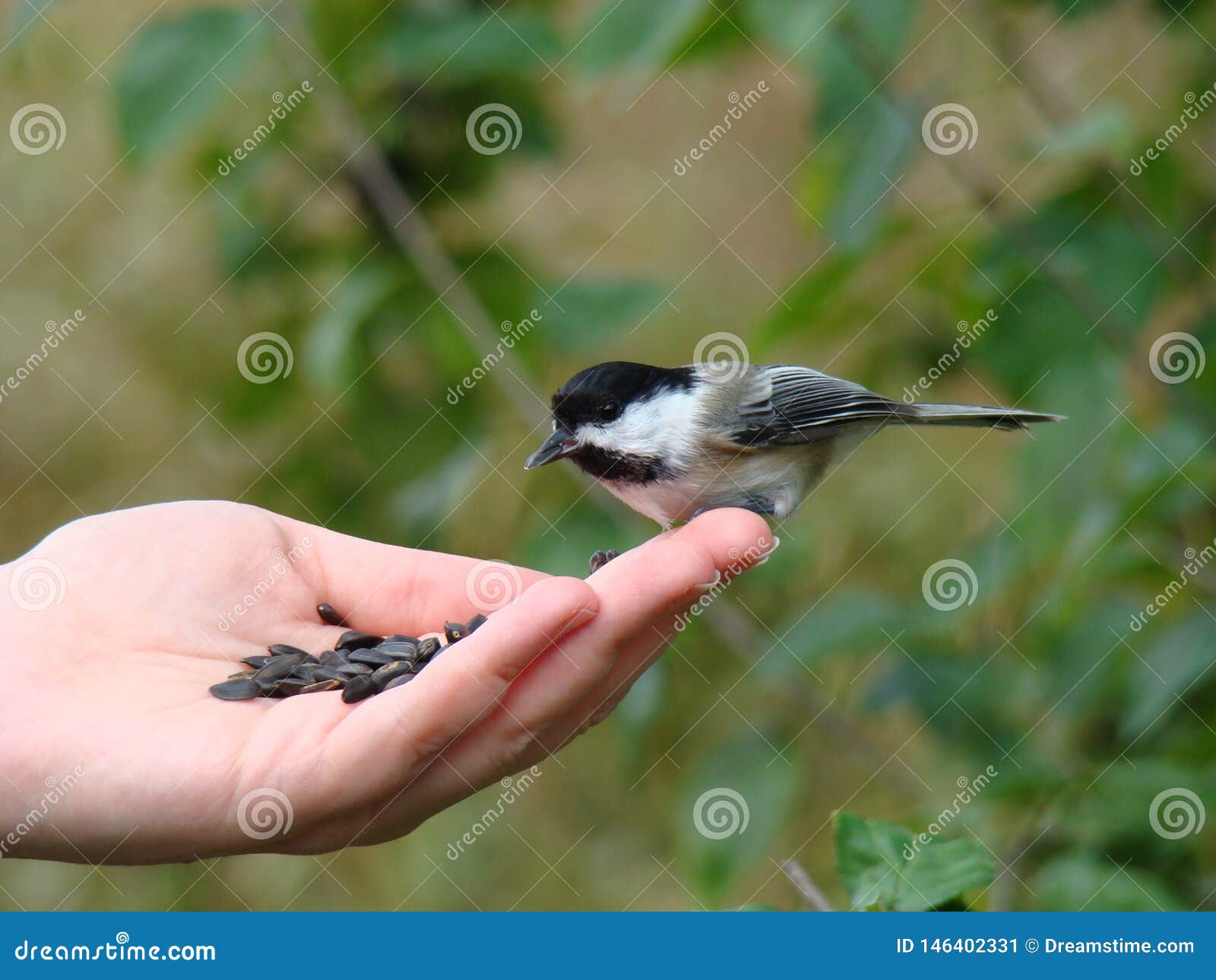 Hand Feeding Black Capped Chickadee Stock Image - Image of capped ...