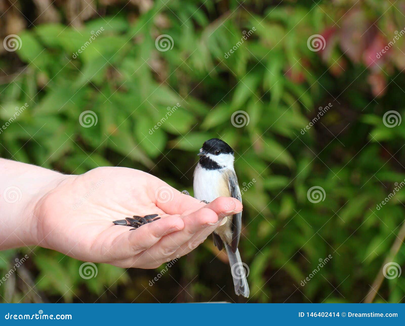 Hand Feeding Black Capped Chickadee Stock Photo - Image of bird, capped ...